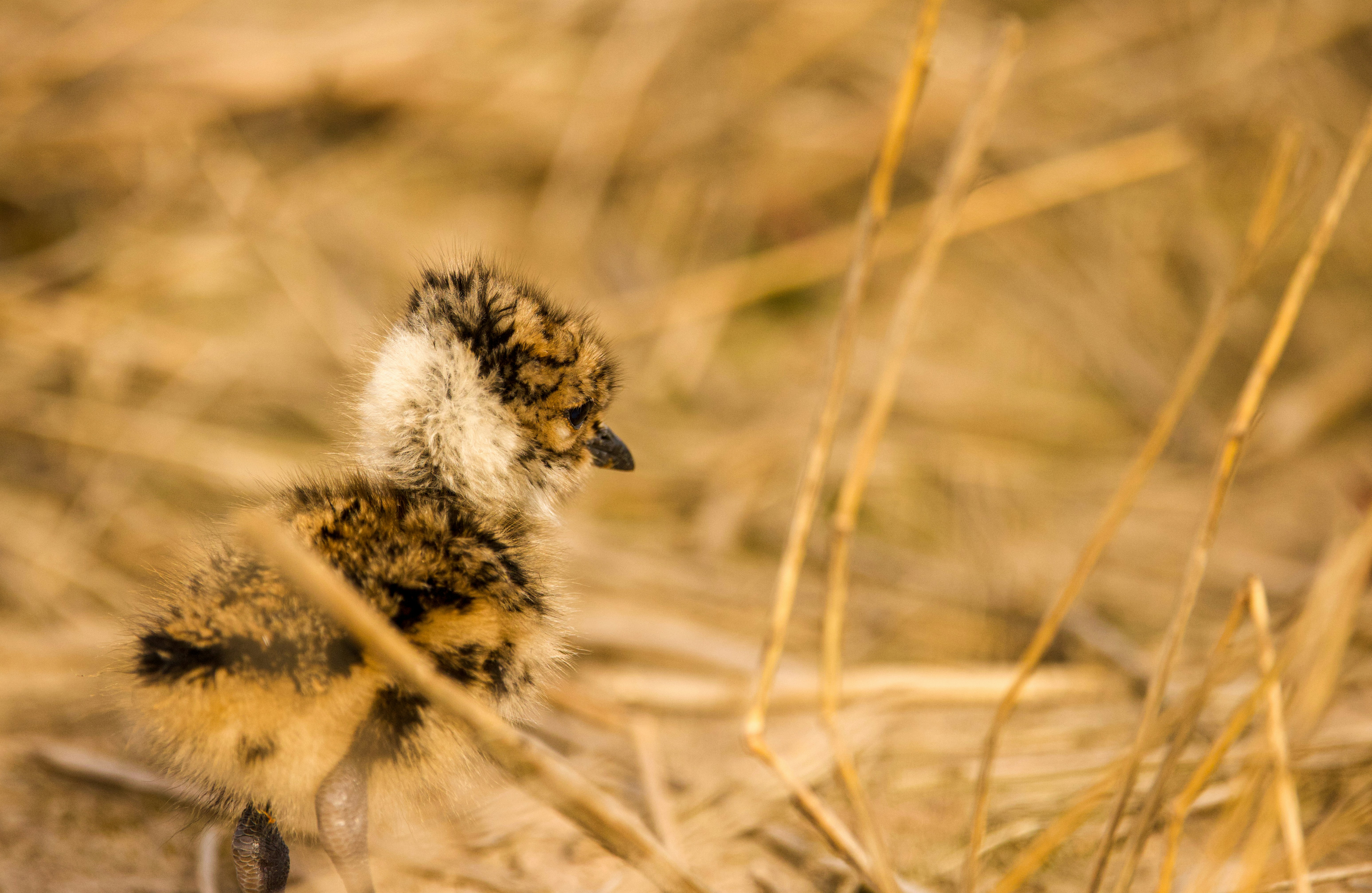 A young chick exploring its surroundings amidst dry grass, showcasing its delicate features and vibrant plumage.
