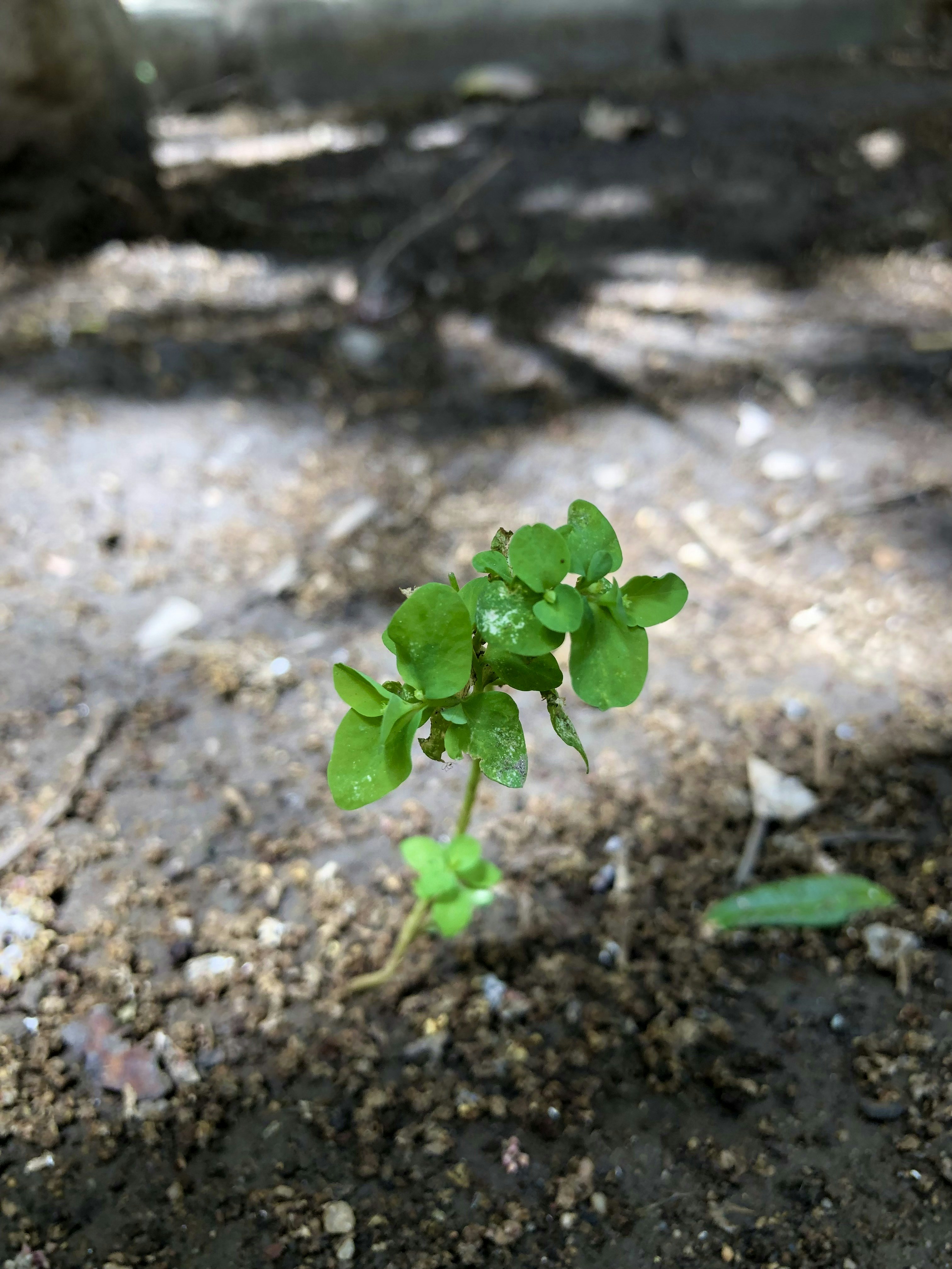 Green Sentinel: a lone seedling pierces the dirt under quiet shade