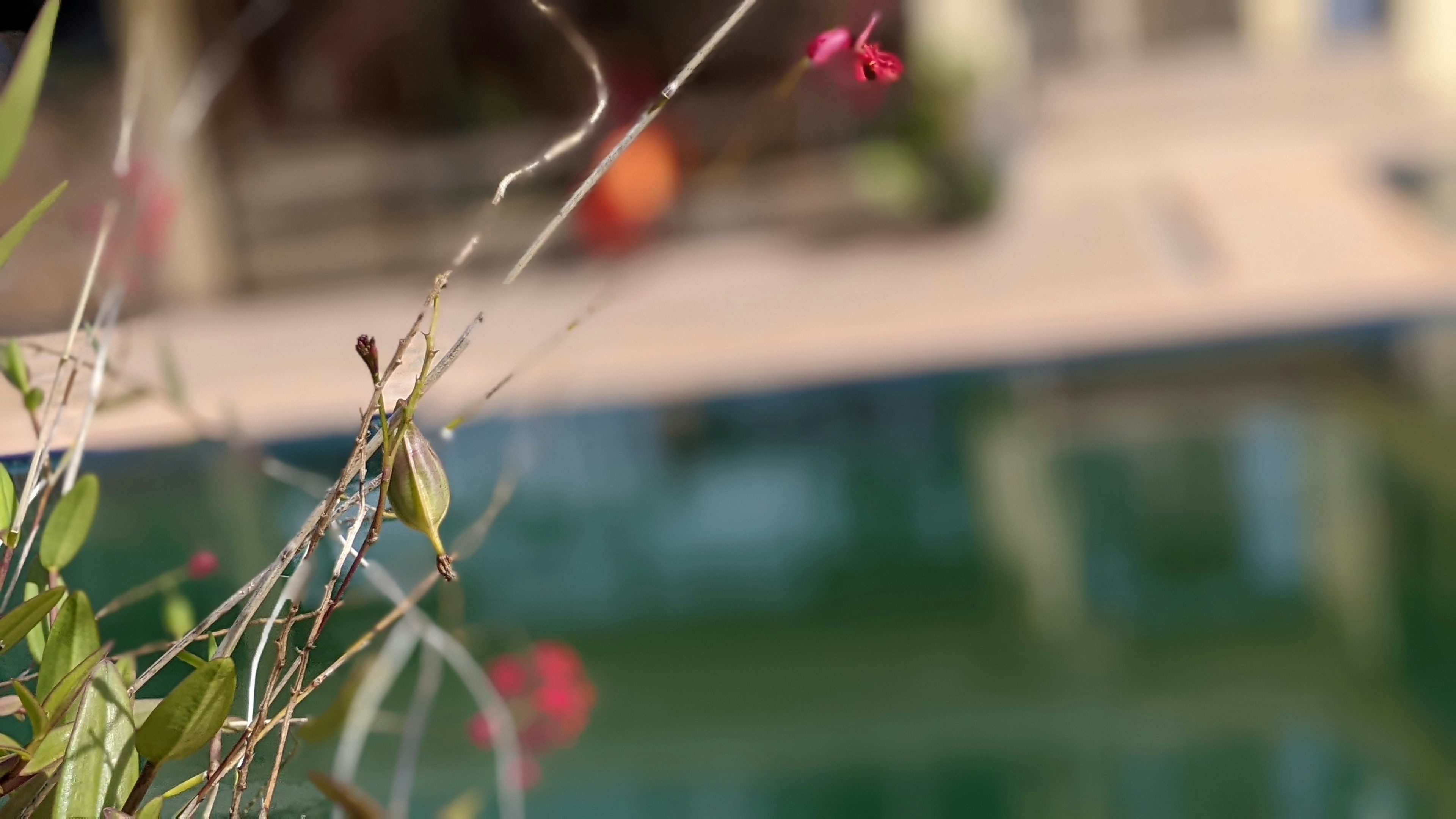 Delicate red flowers with blurred poolside background.