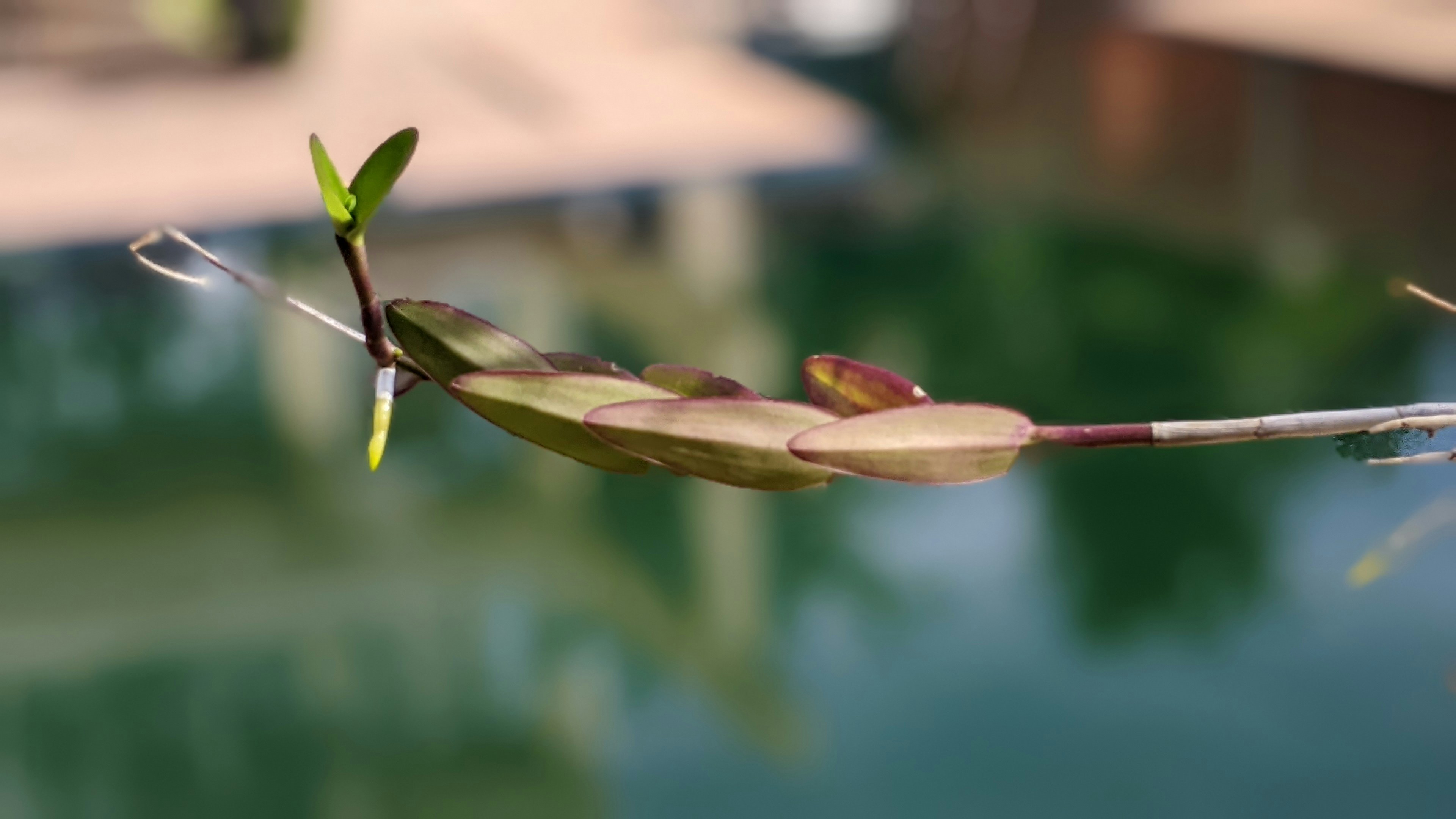 A close-up of a delicate plant with elongated leaves gracefully extending over a tranquil body of water. The background features soft reflections, enhancing the peaceful ambiance.