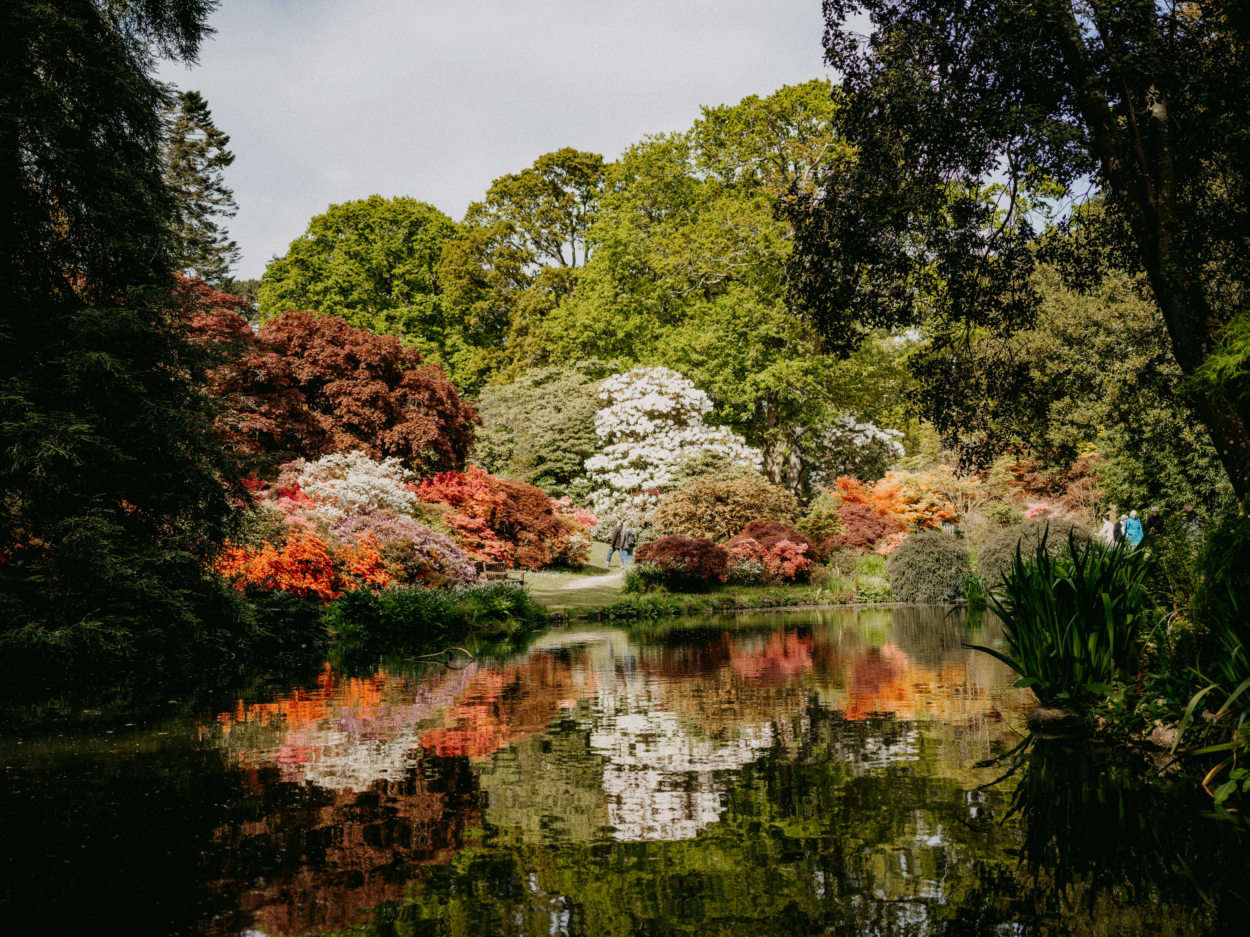 Colorful azaleas line a tranquil garden pond, their vivid blooms mirrored in the still water.