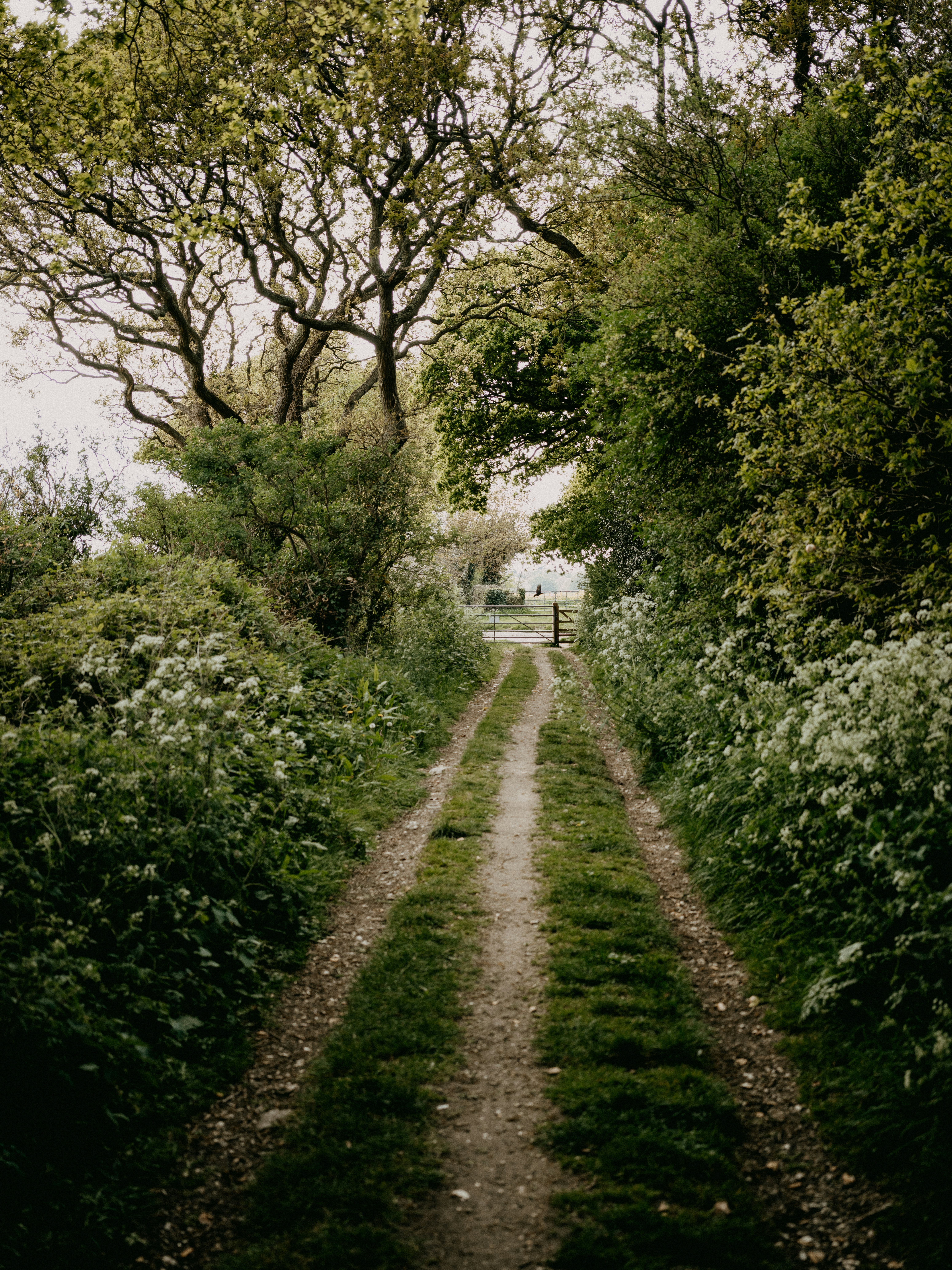 A tranquil country lane meanders through lush greenery, framed by trees and wildflowers, leading to a distant gate. The scene evokes a sense of peace and solitude.