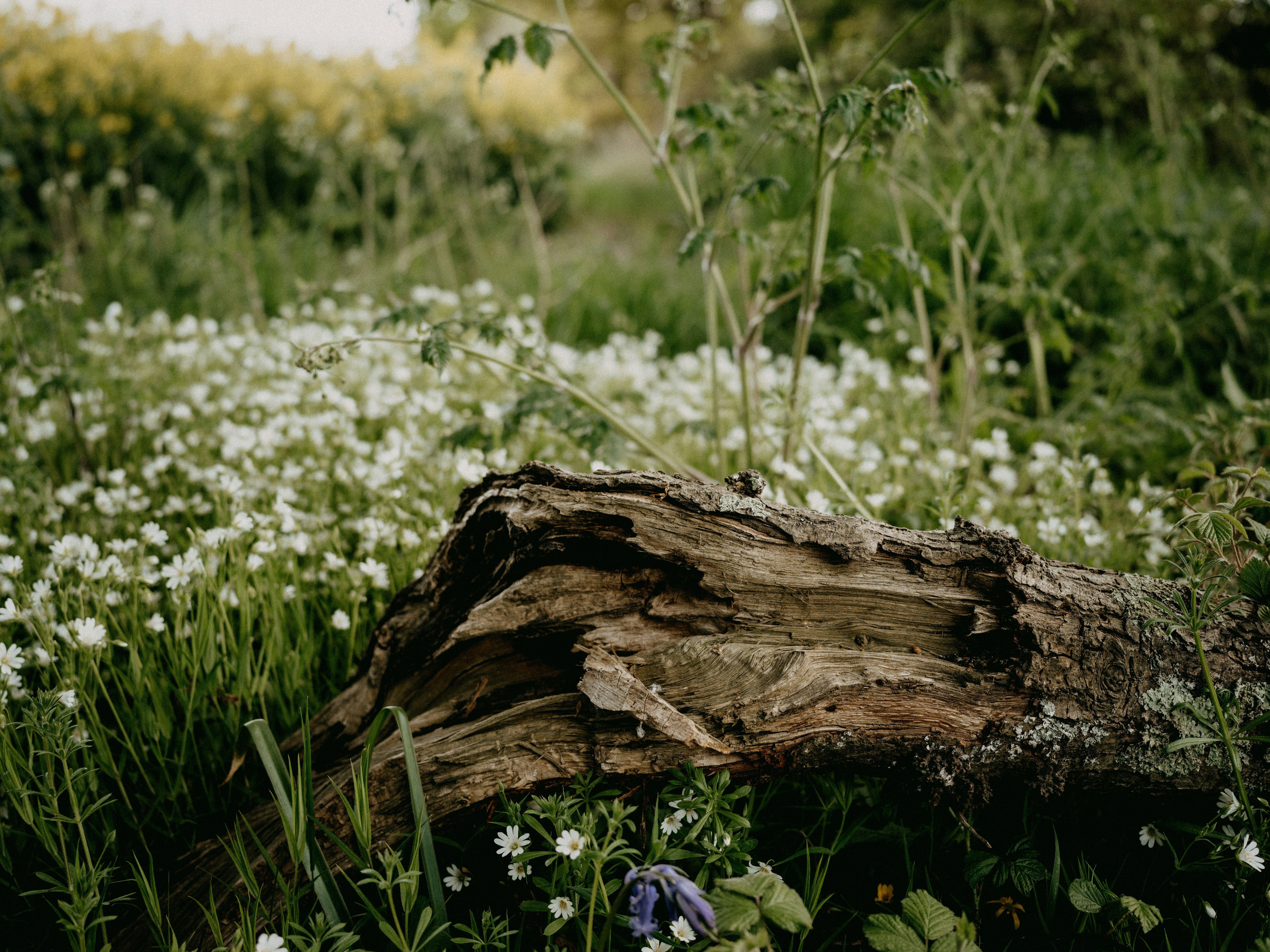 A weathered log rests amidst a lush field of wildflowers, showcasing the harmony between wood and flora. The scene captures the essence of a tranquil natural setting.