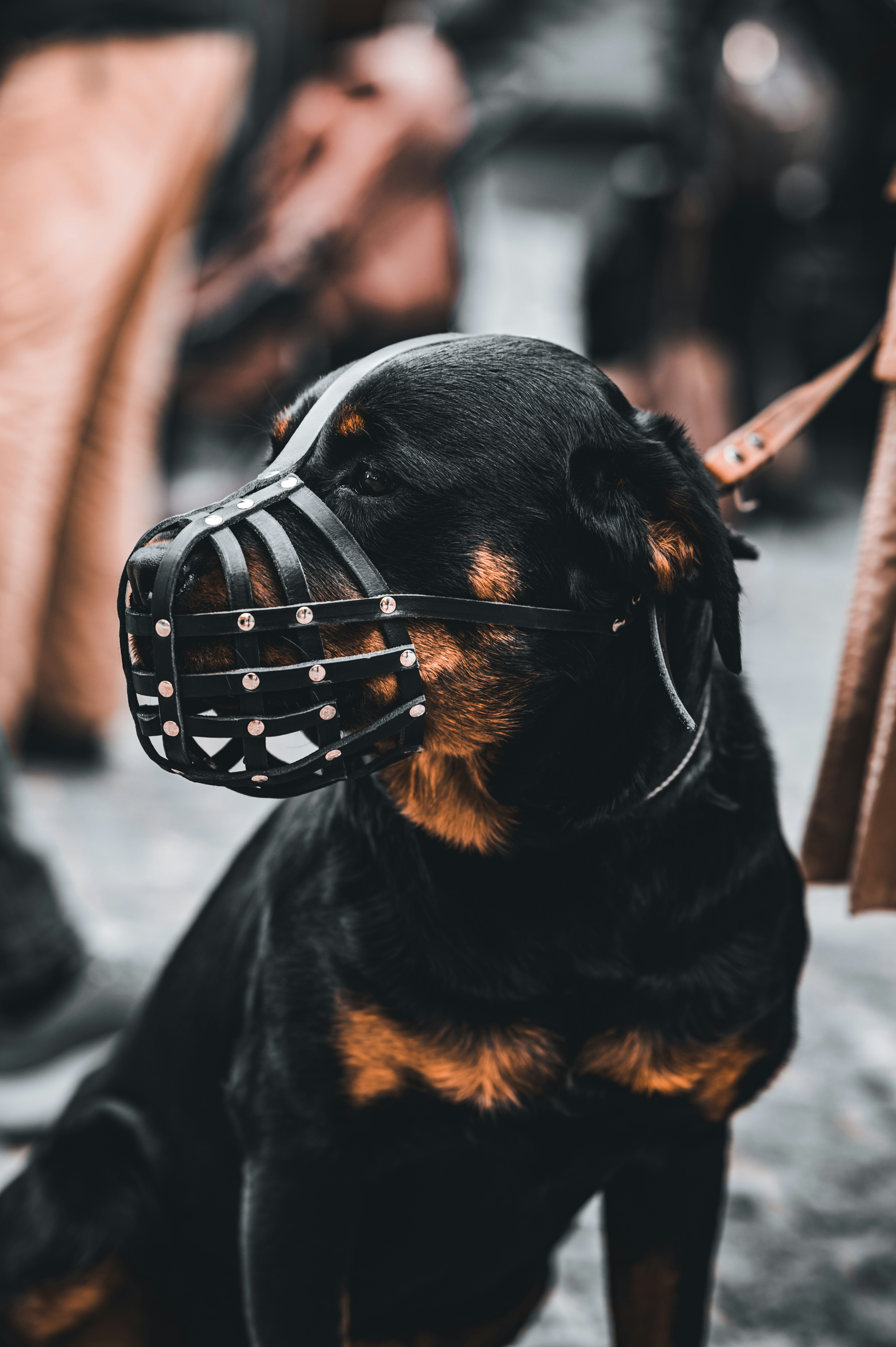 Rottweiler wearing a leather muzzle, sitting calmly amidst a bustling environment. The focus is on its expressive face and sturdy build.