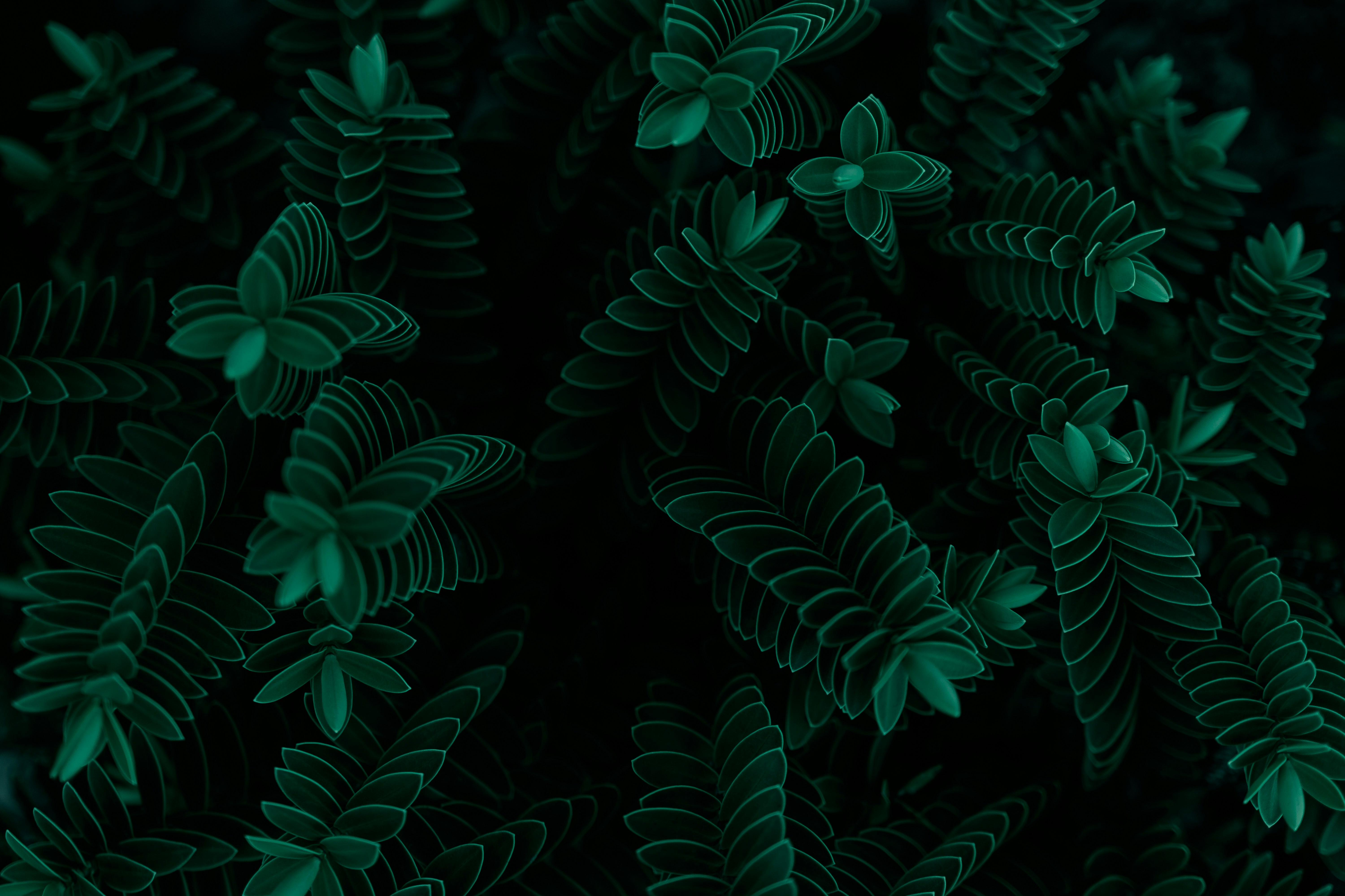 Deep Green Pictures | Download Free Images on Unsplash