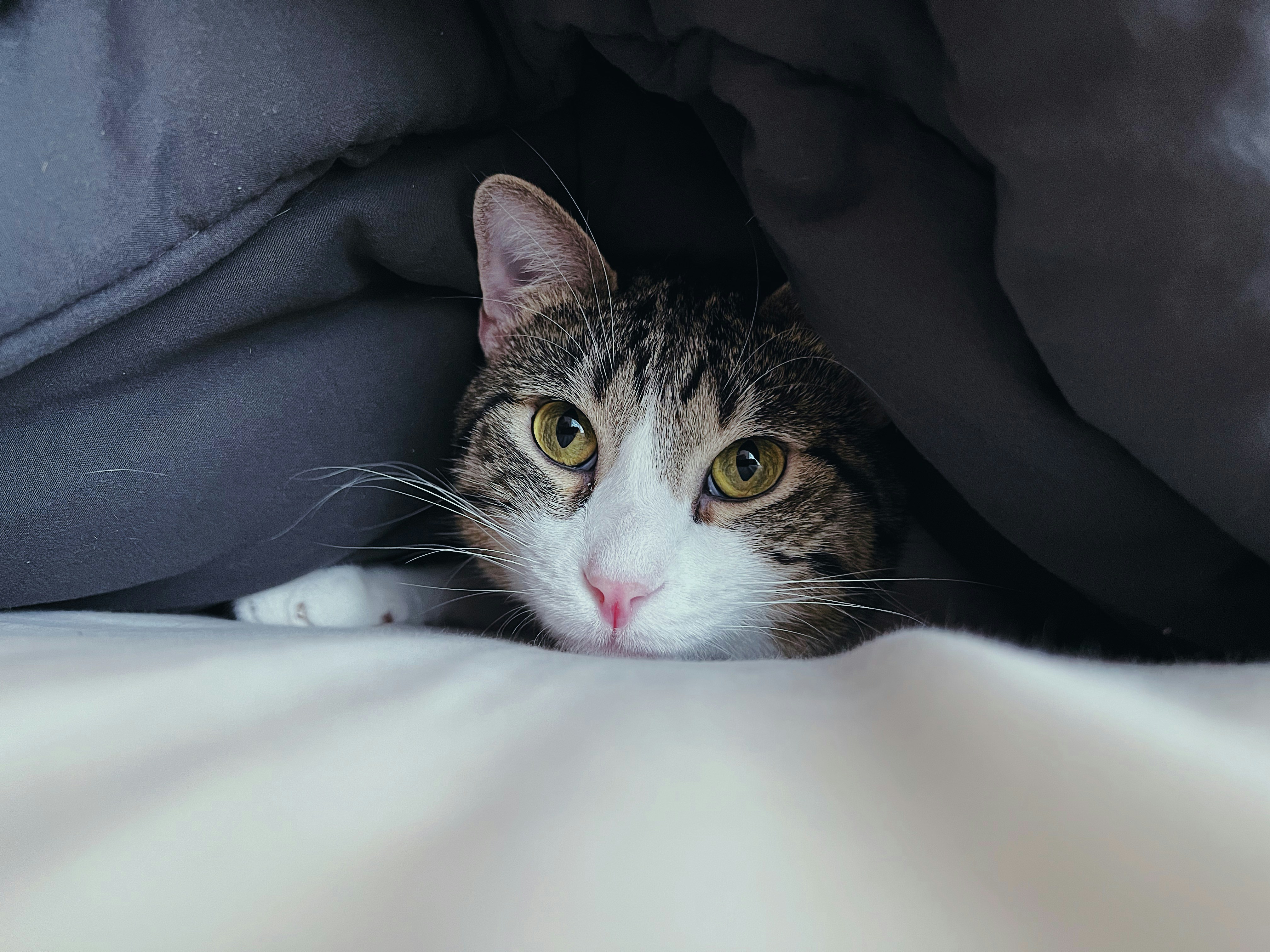 A curious cat peeks out from under a cozy blanket, showcasing its vibrant eyes and distinctive markings.
