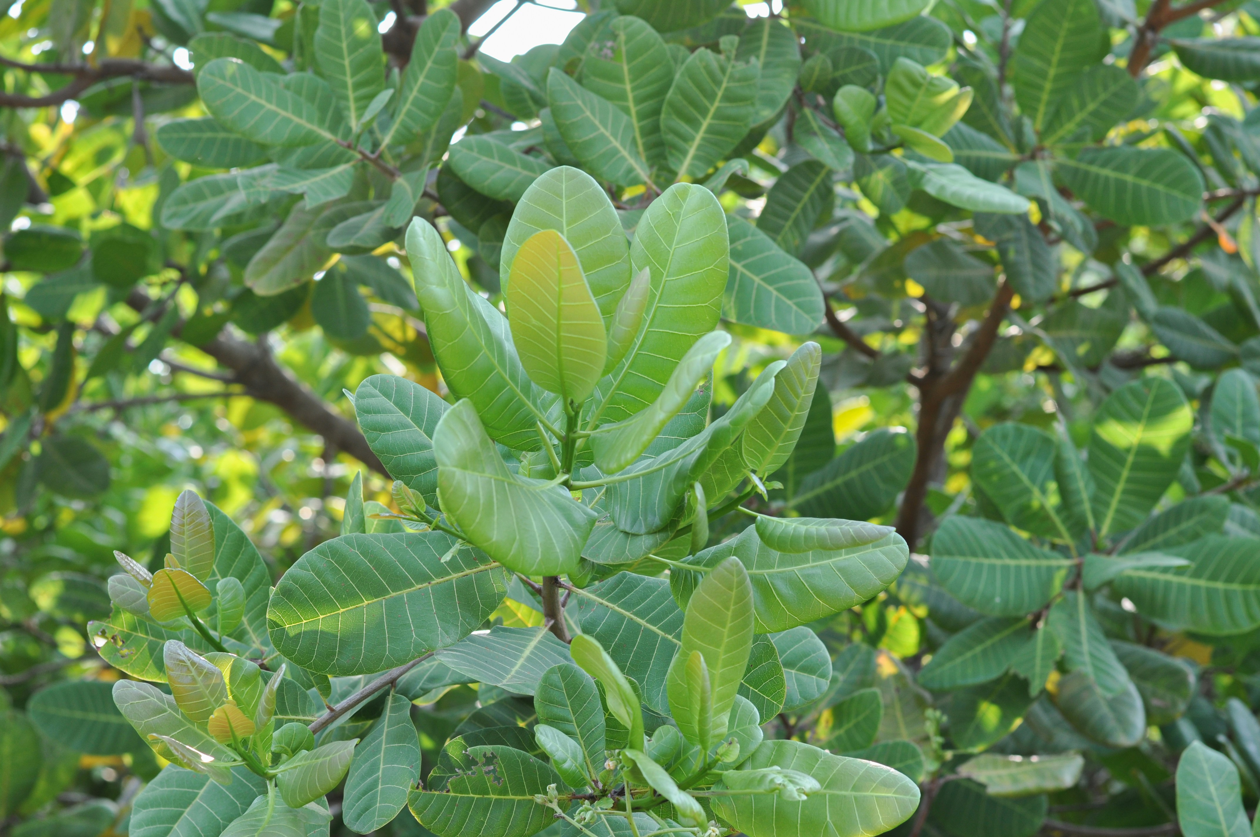 a close up of a plant