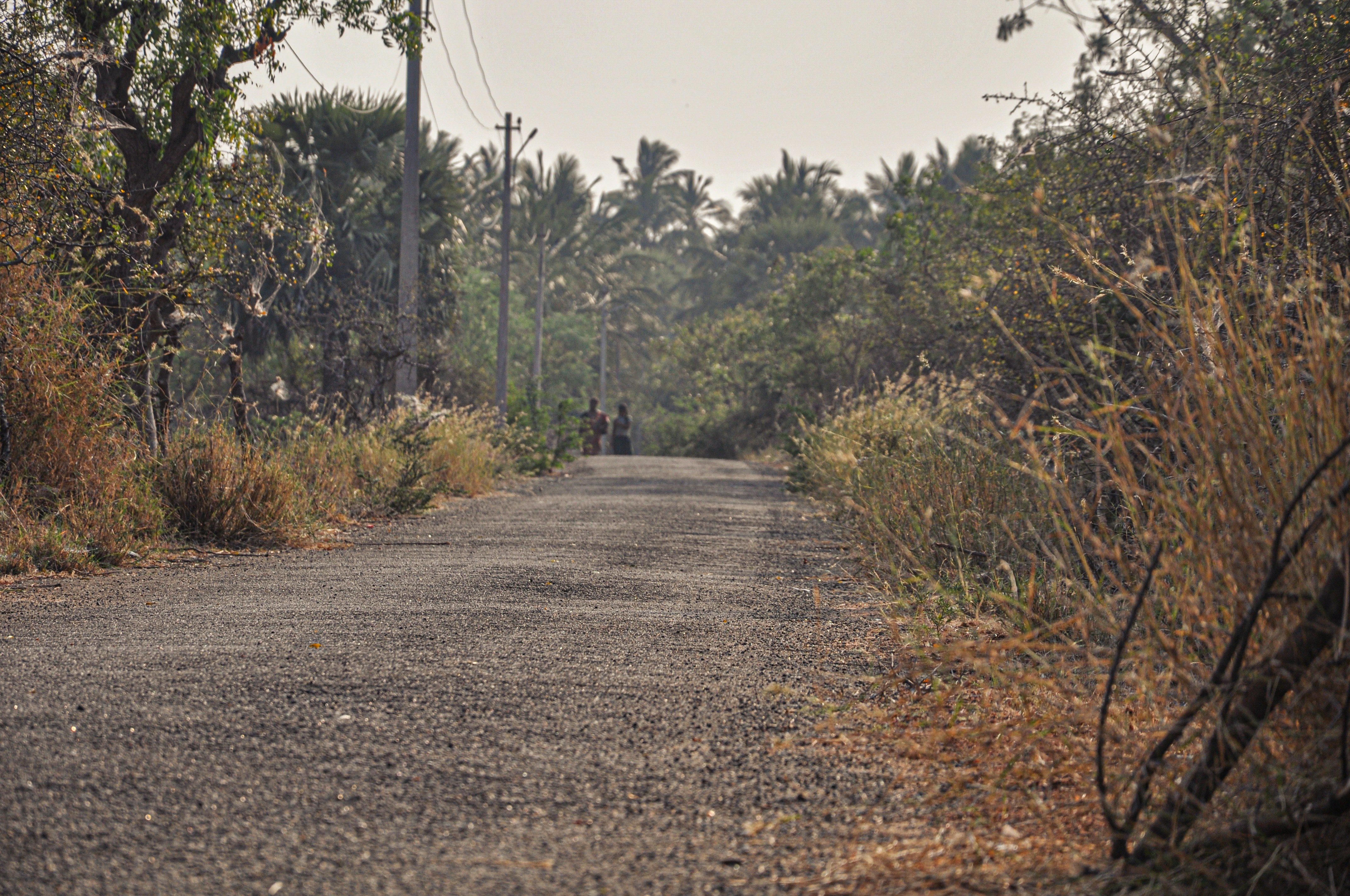 a dirt road with trees on either side of it