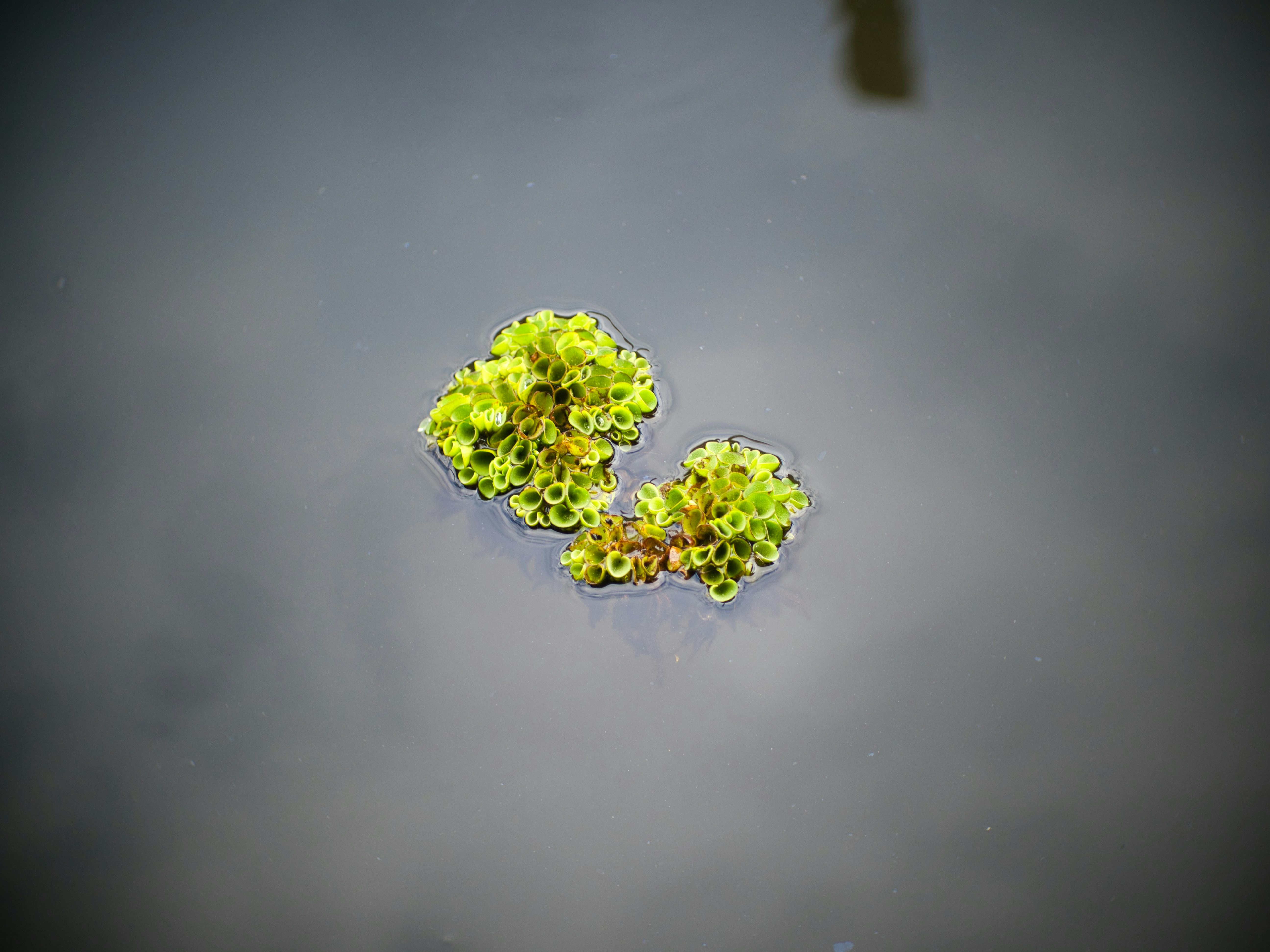 Twin emerald duckweed clusters drift on a glassy pond