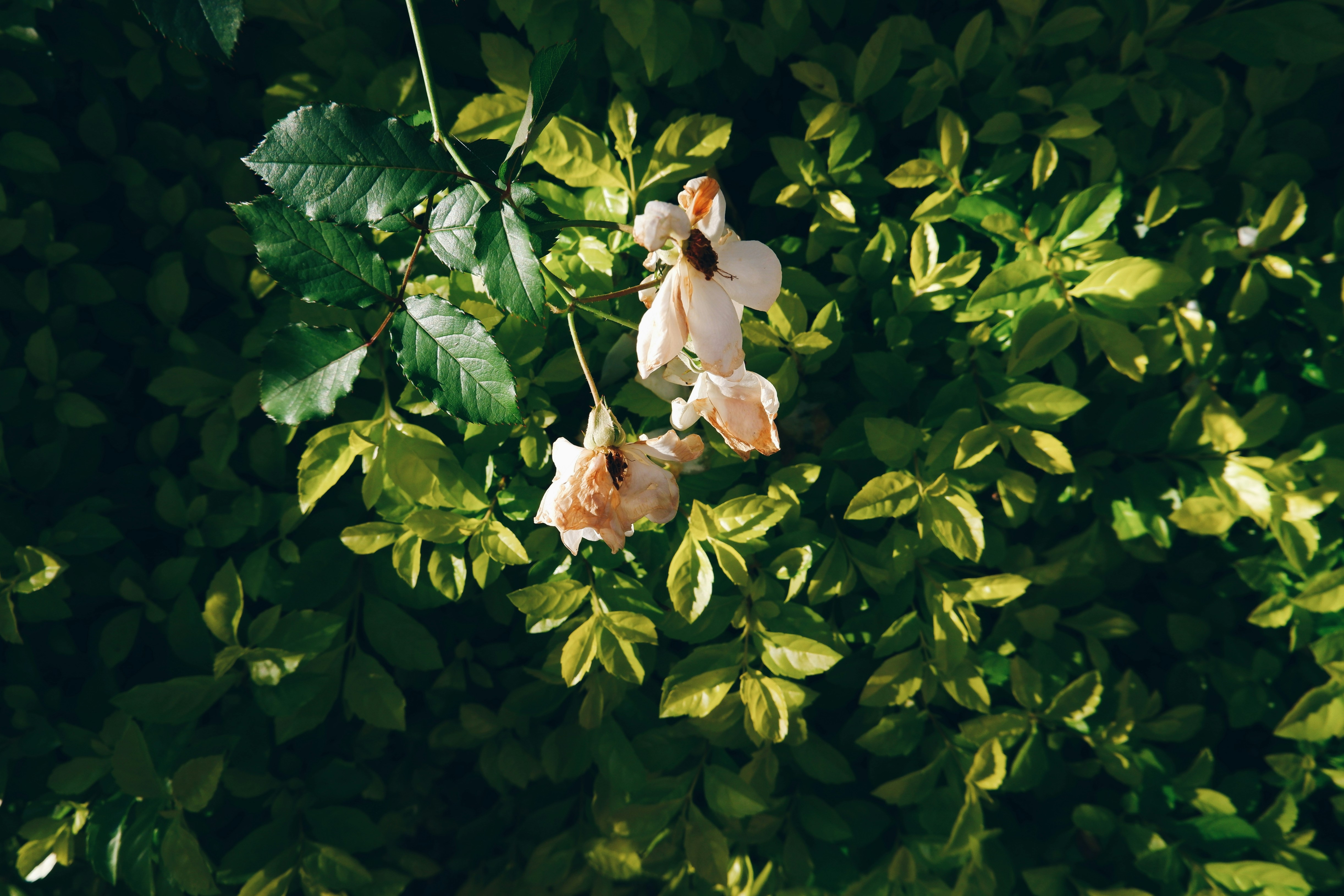 A bee on a flower photo – Free Rynjah Image on Unsplash