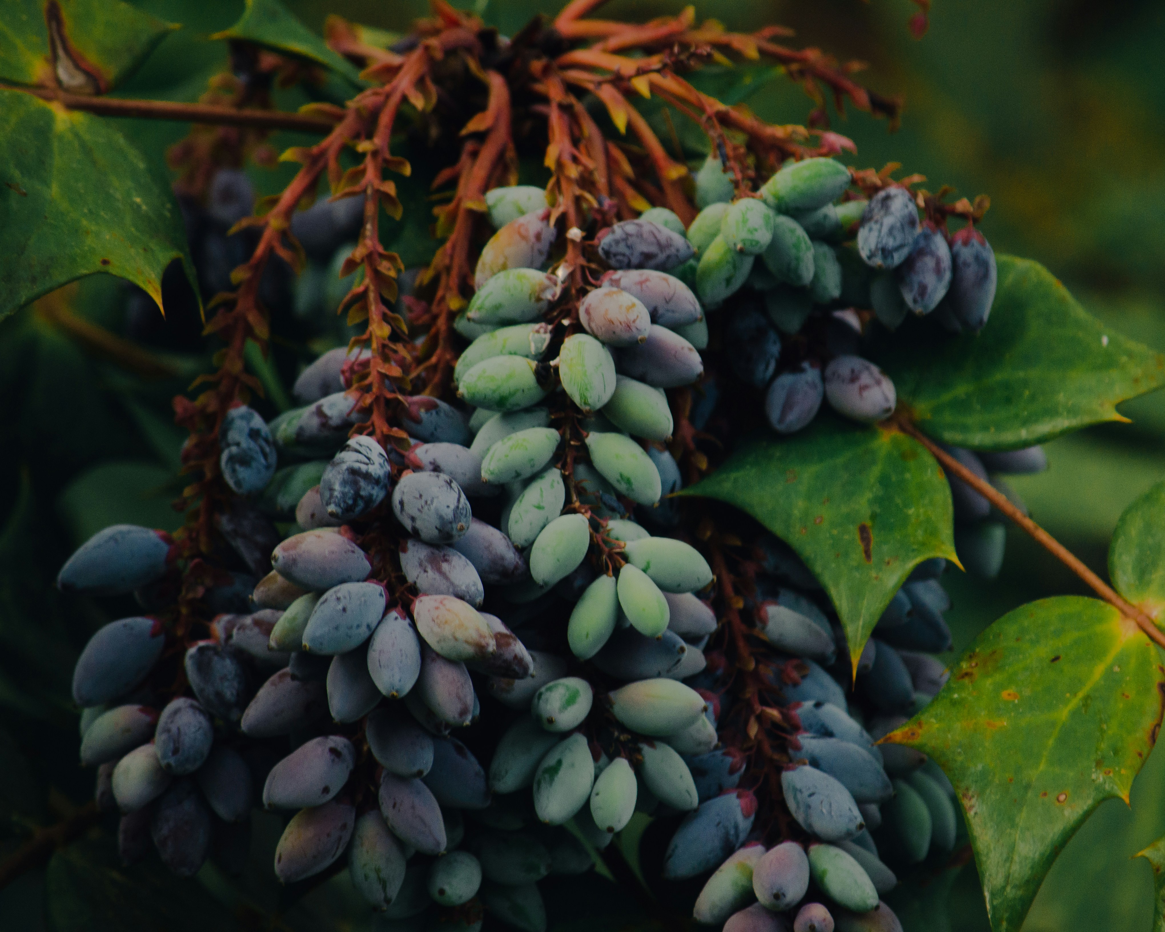 a close up of some berries