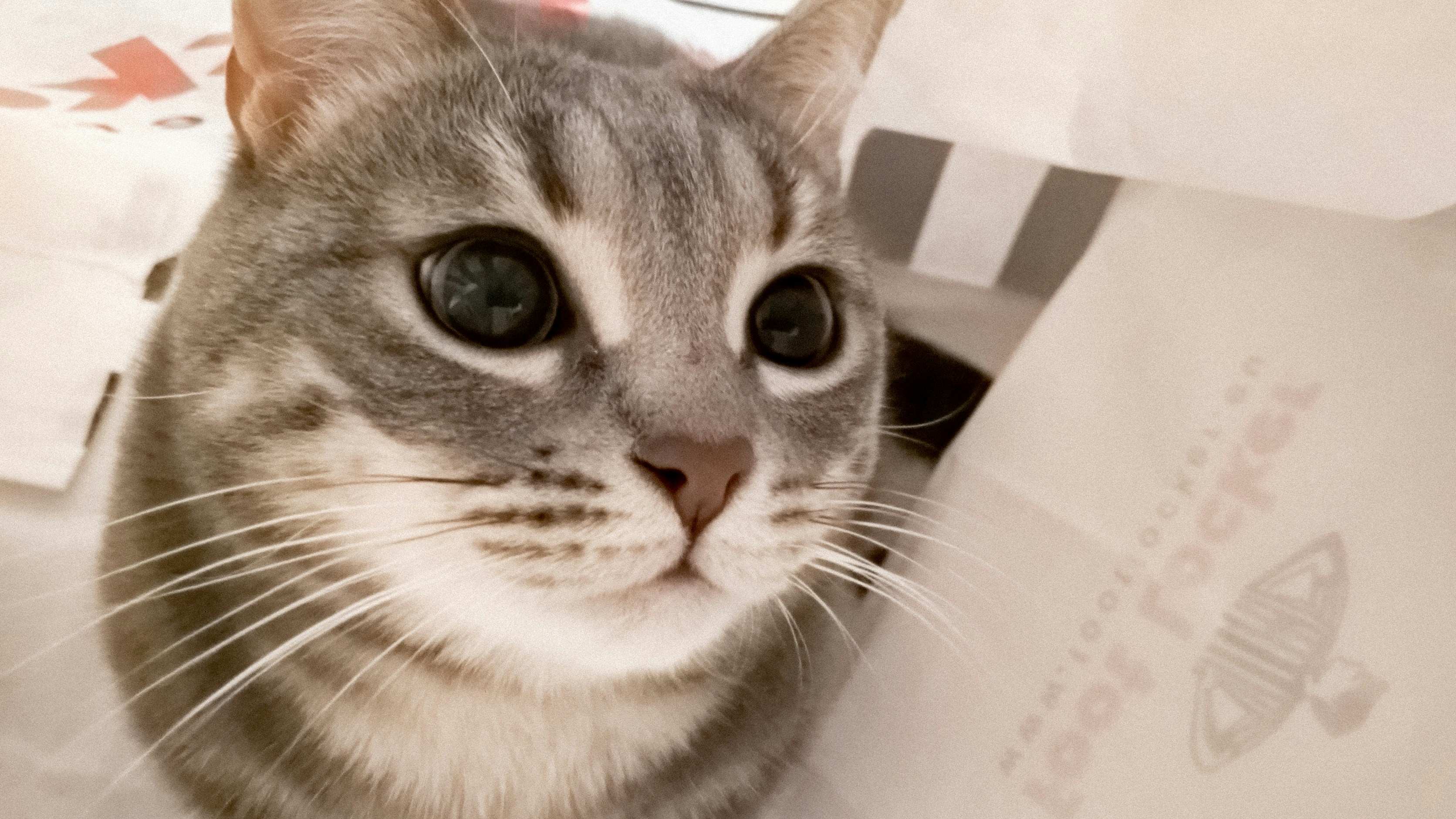 Foto Un gato mirando a la cámara – Imagen Mascota gratis en Unsplash