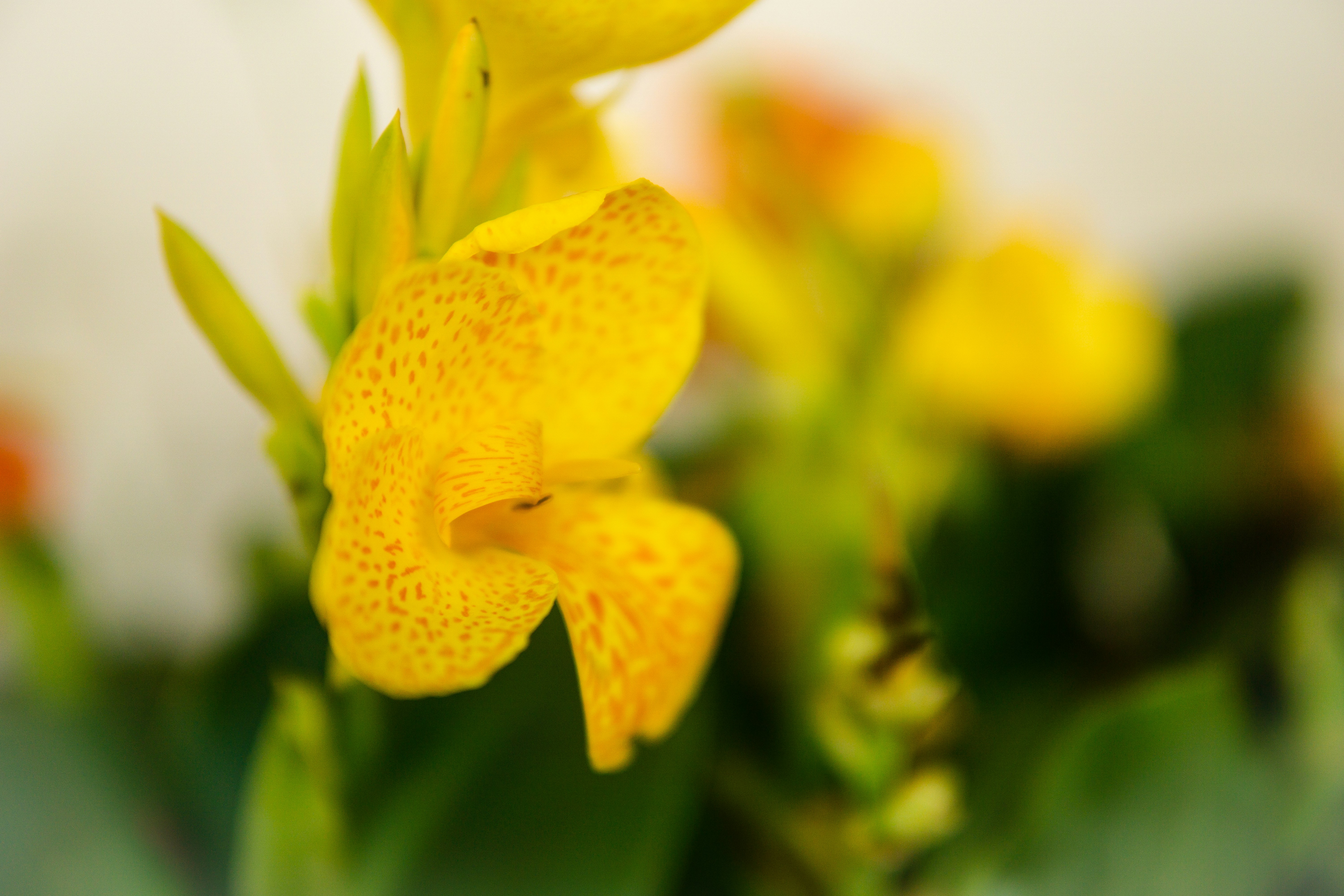 Yellow Orchid Whisper: A close embrace of bloom and blur
