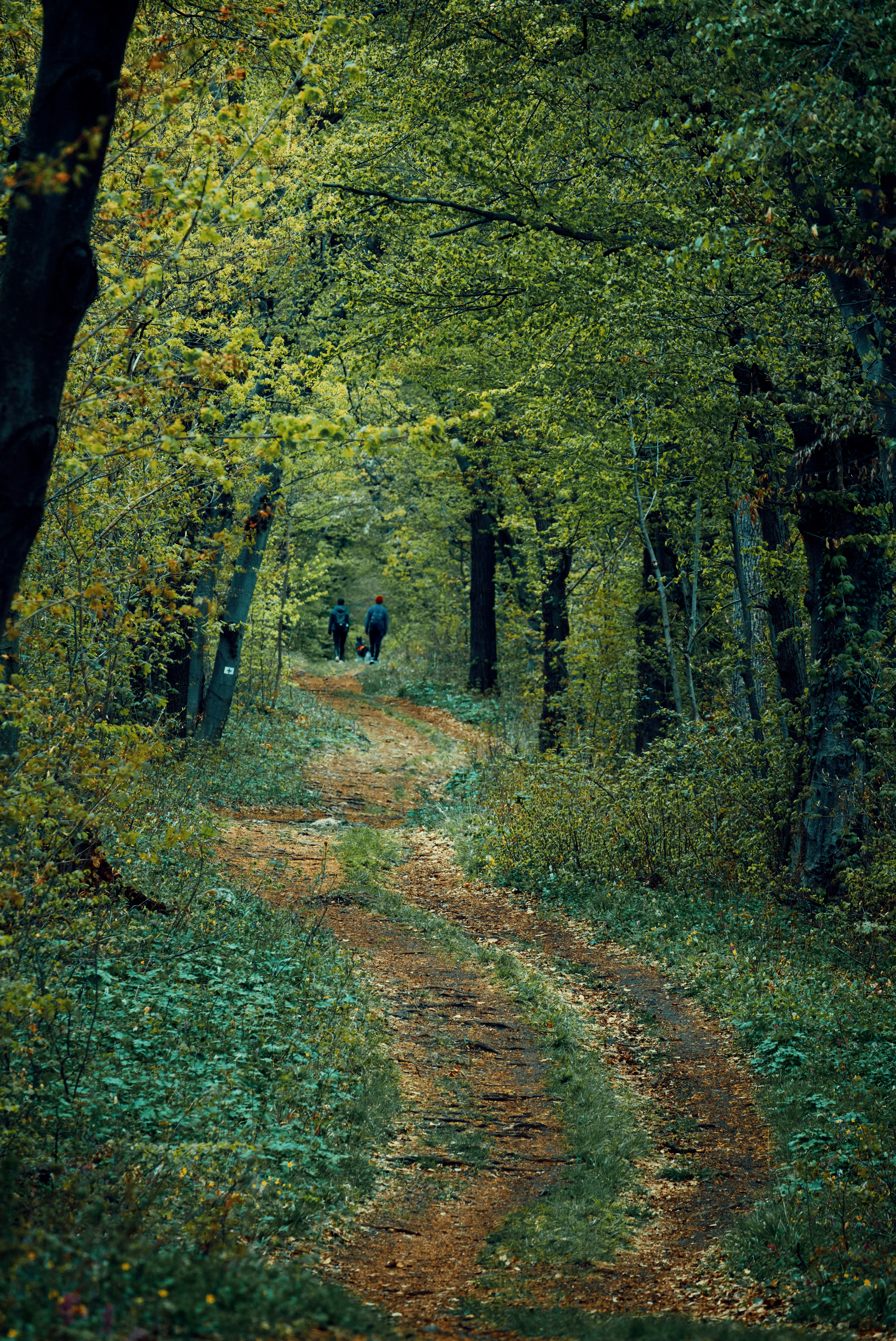 Personnes marchant sur un chemin dans une forêt photo – Photo Chemin ...