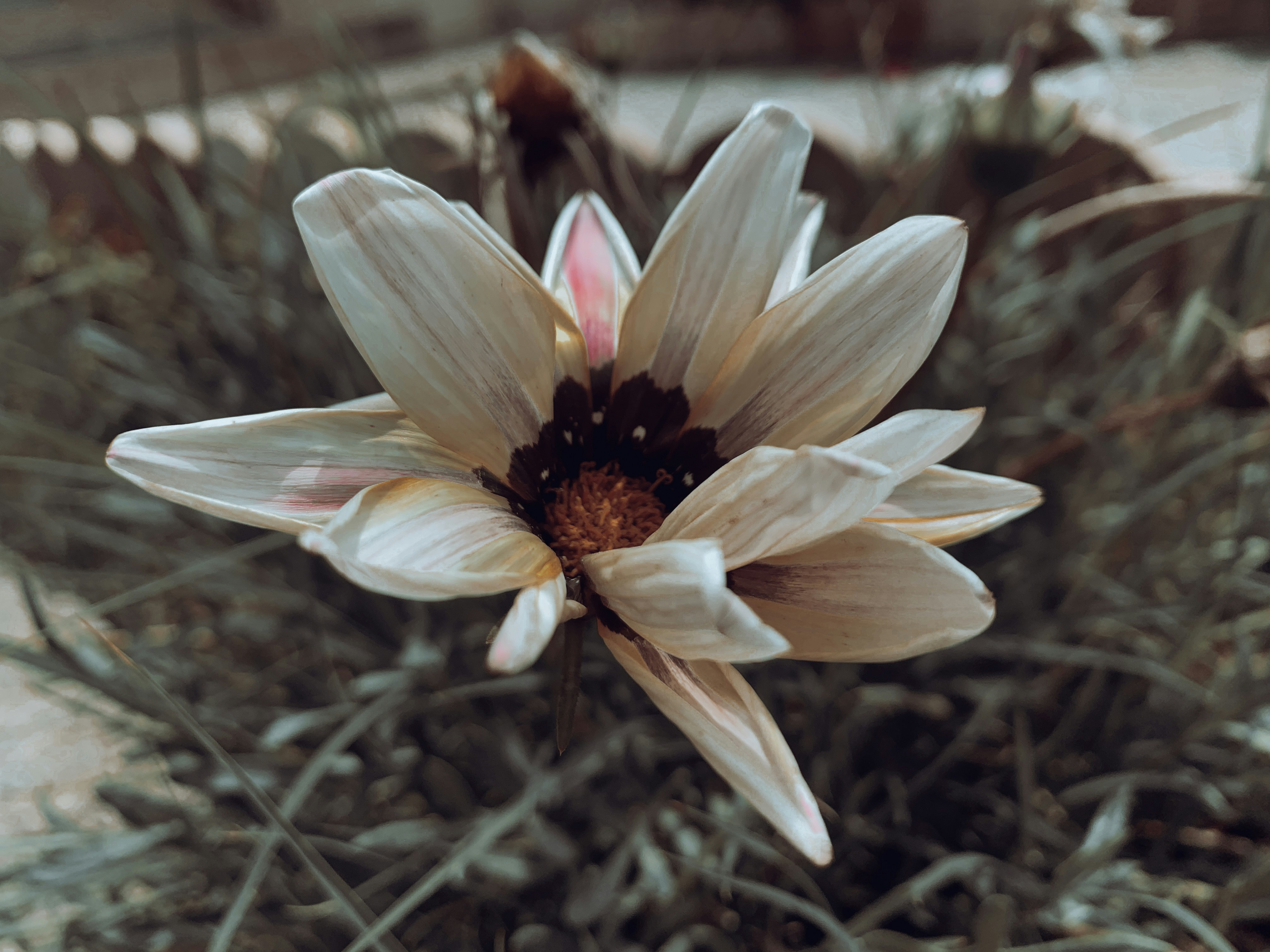 colorful flower