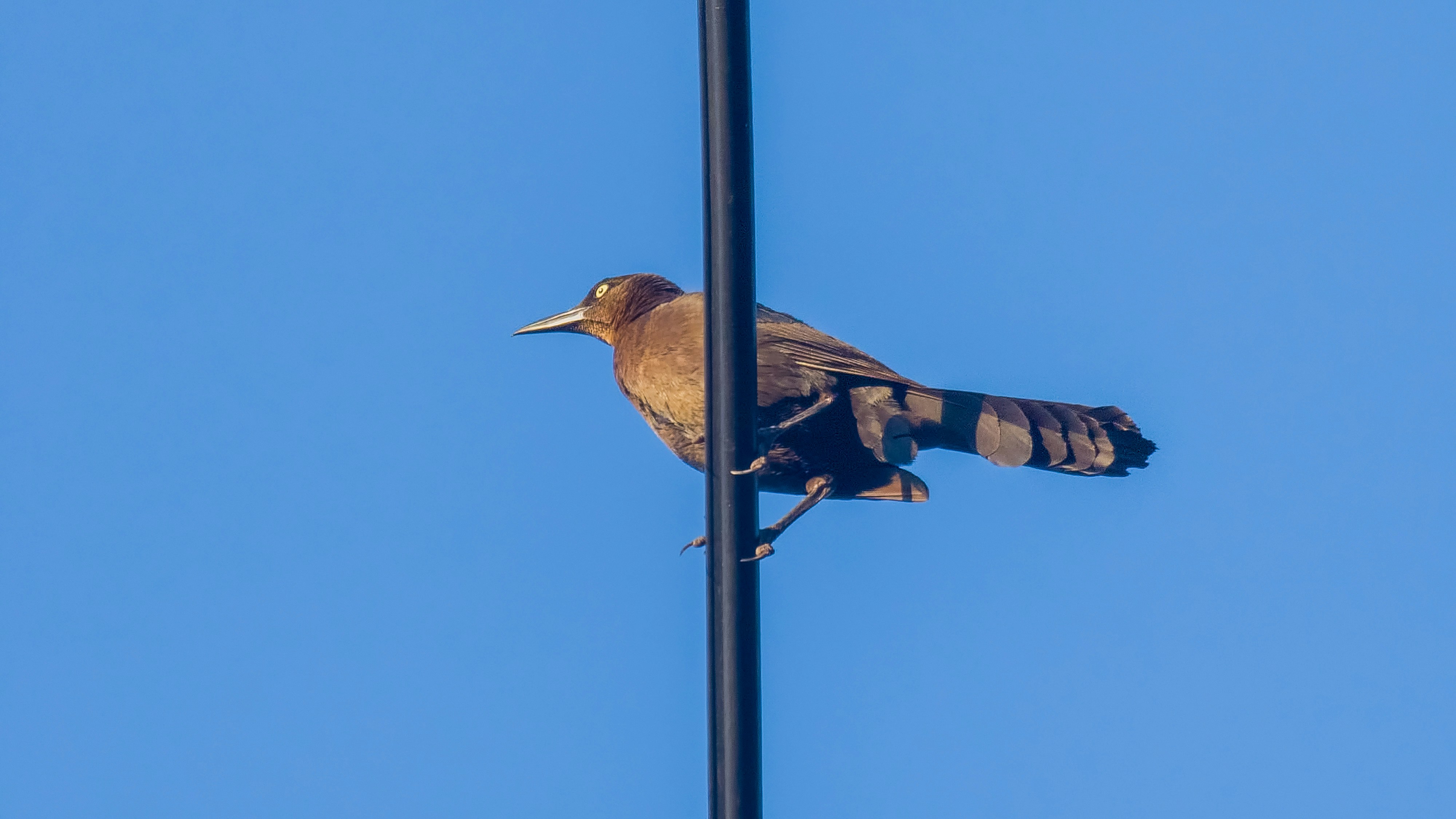 Wire-Line Watcher: Brown Bird on a Clear Sky