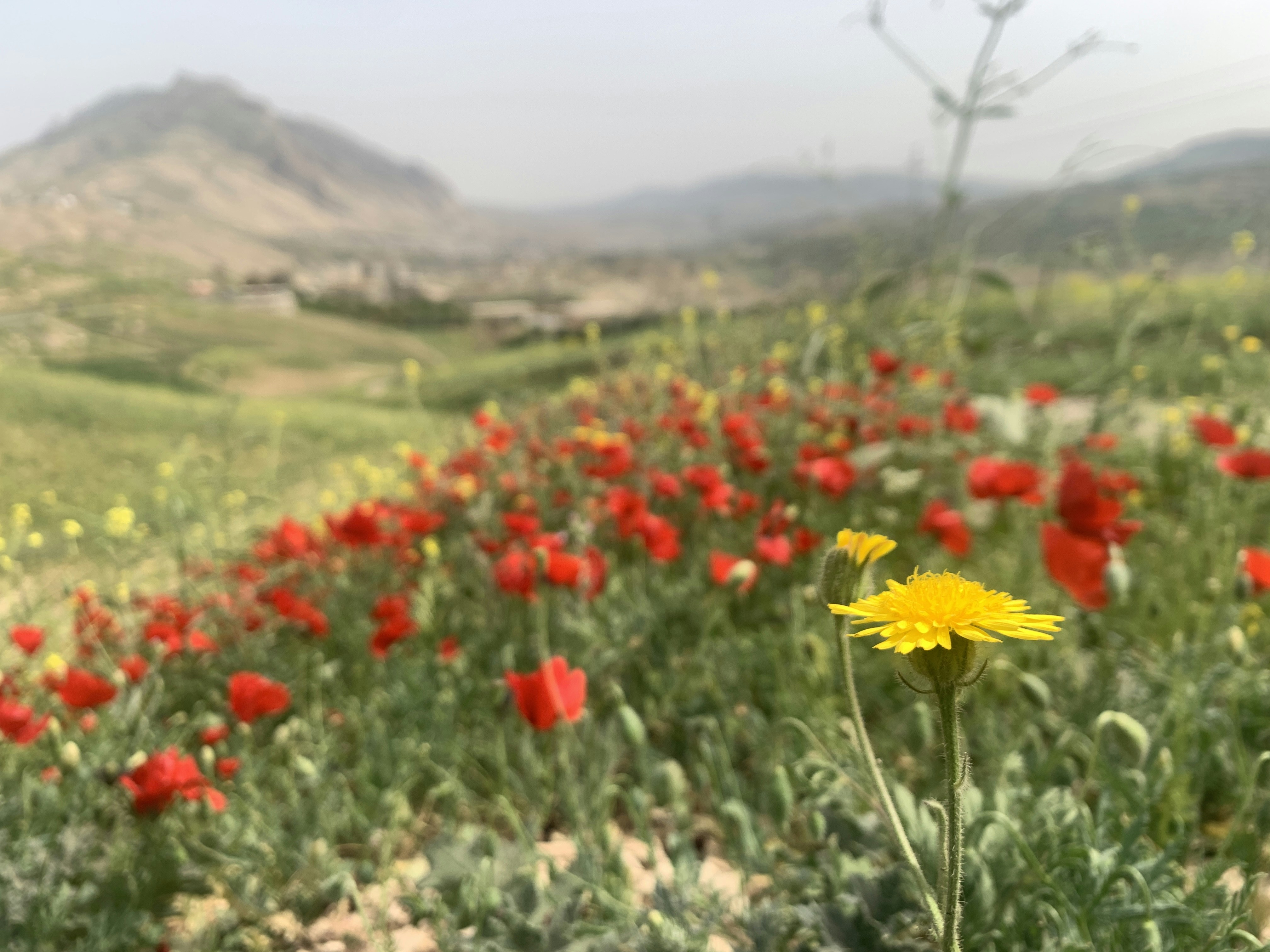 Vibrant yellow flower stands prominently against a backdrop of red poppies and rolling hills. The scene captures the beauty of nature in full bloom.