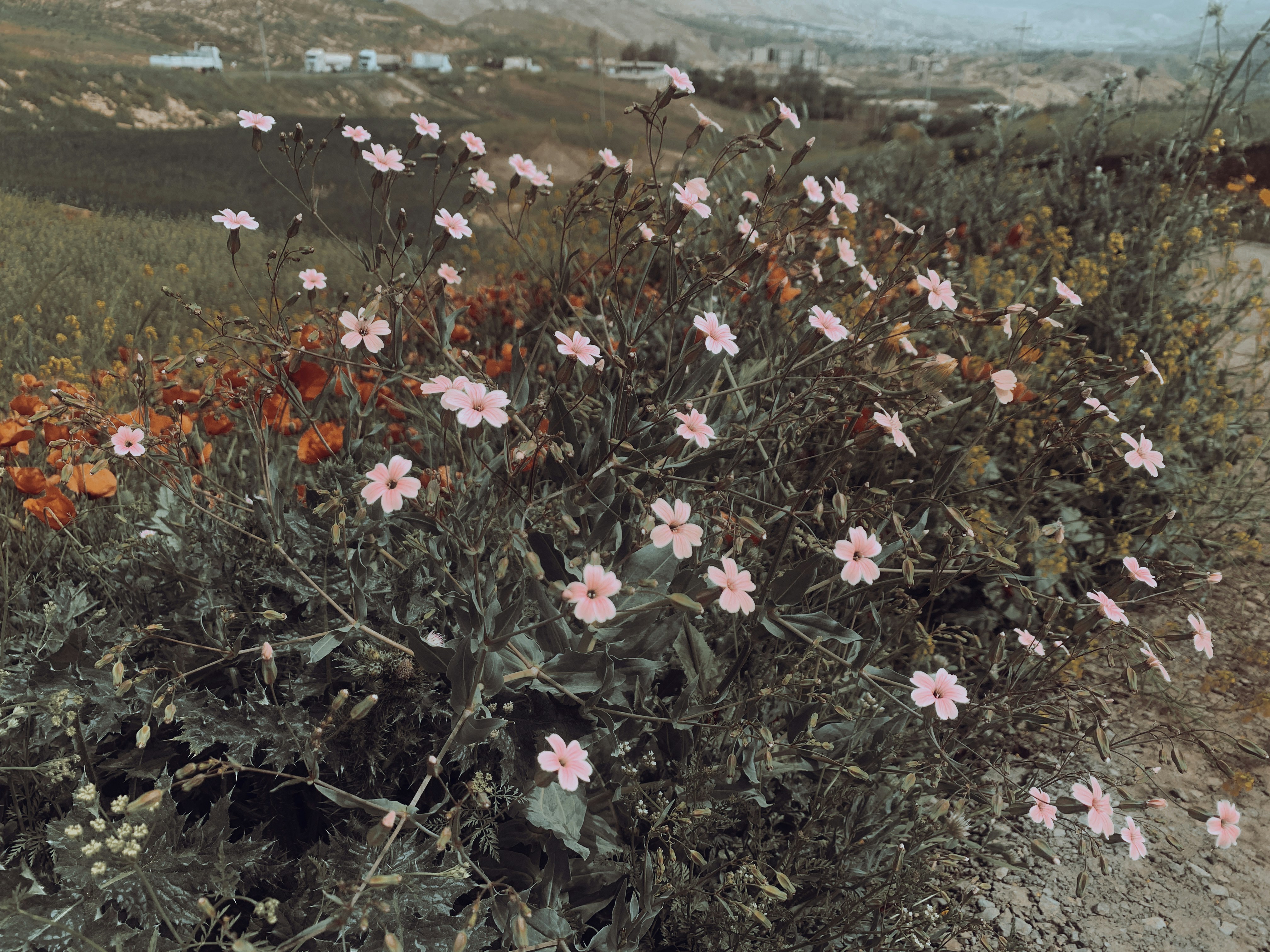 Pink Wildflower Patch Breathes Color Into a Dusty Hillside