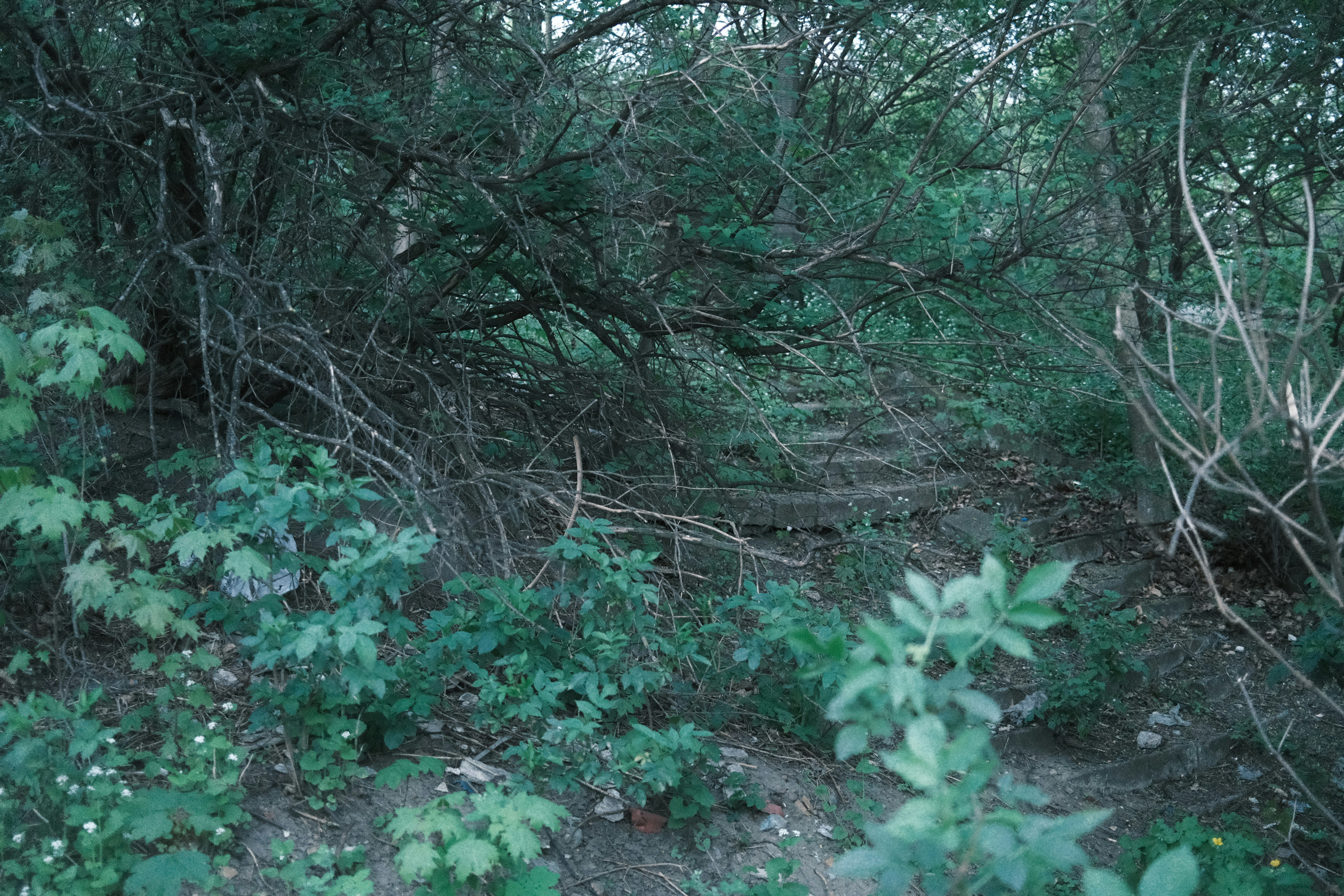 Dense foliage and tangled branches create a natural tapestry in a secluded woodland area.