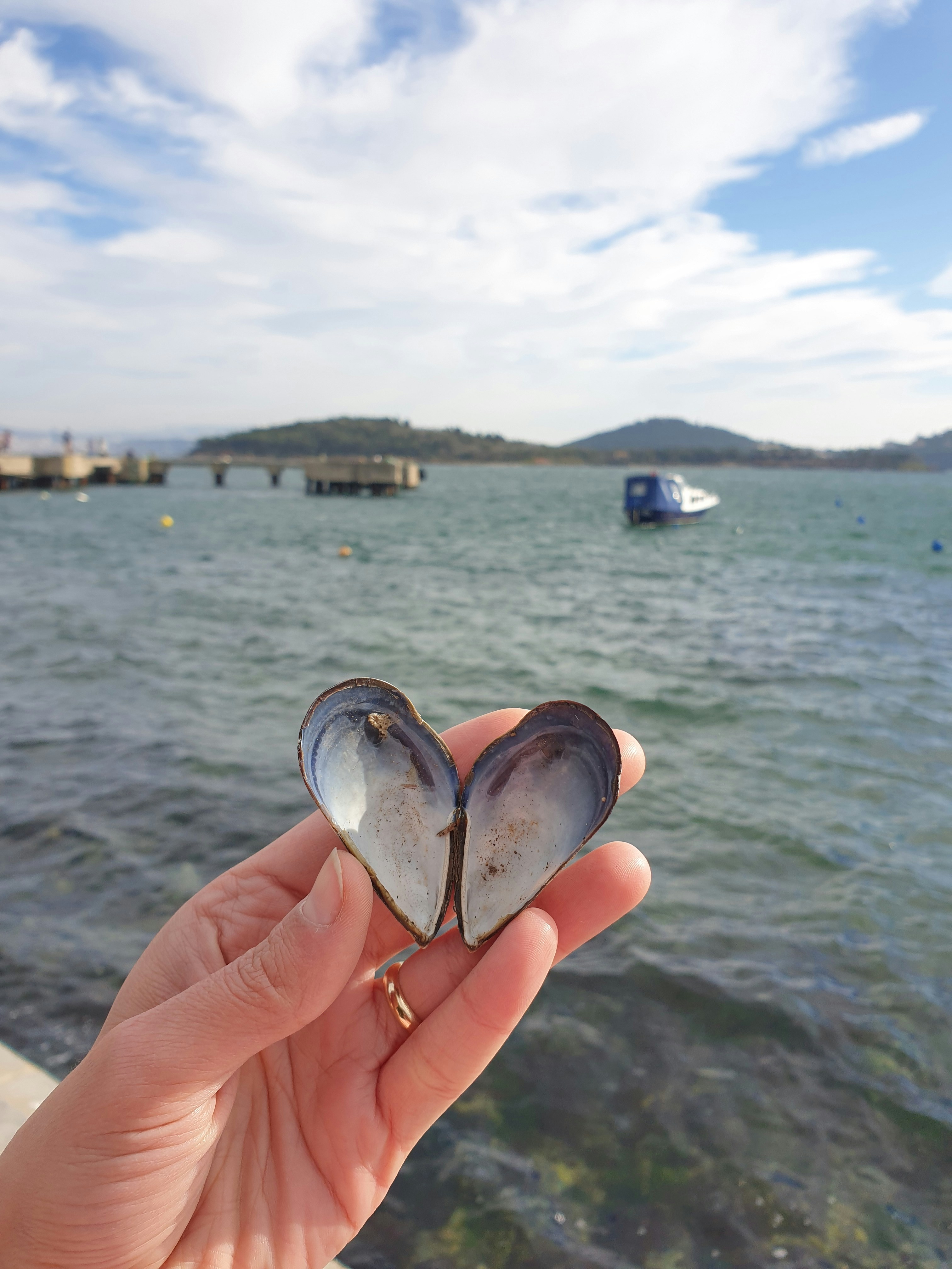 Sea Heart Duo: Handheld Shells Framing a Quiet Harbor