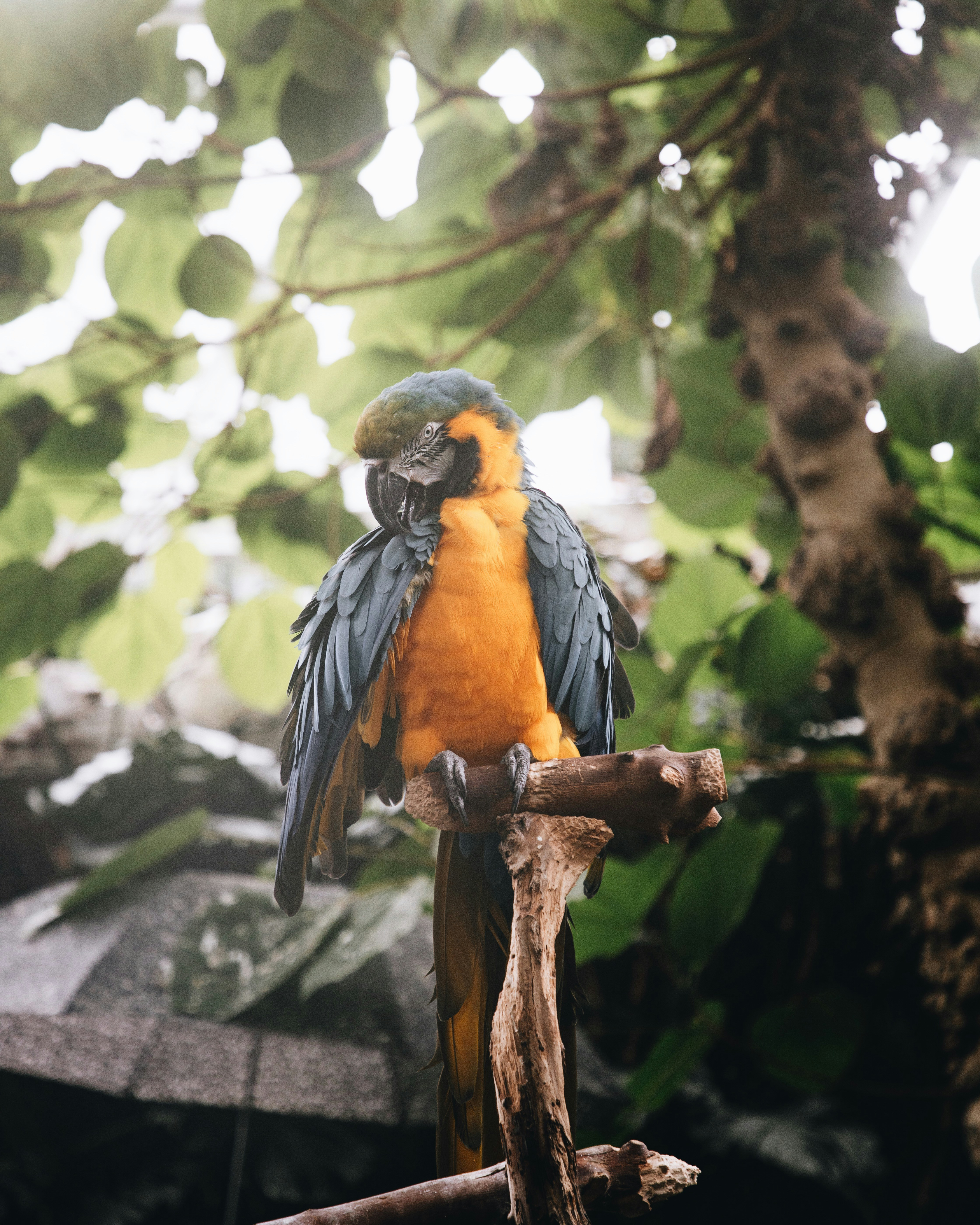 Macaw at a garden