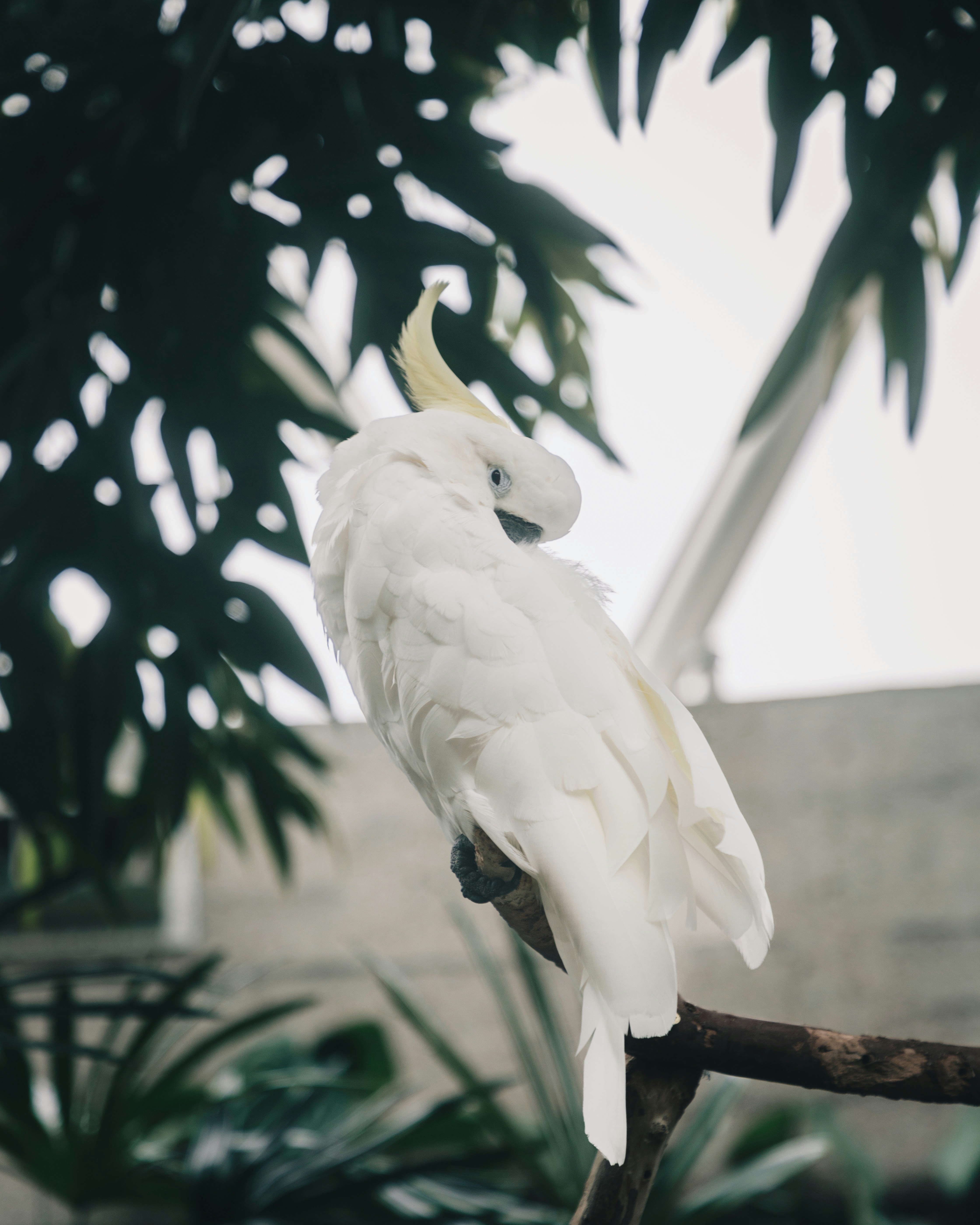 A white cockatoo perched gracefully on a branch, surrounded by lush green foliage, showcasing its striking crest and soft feathers.