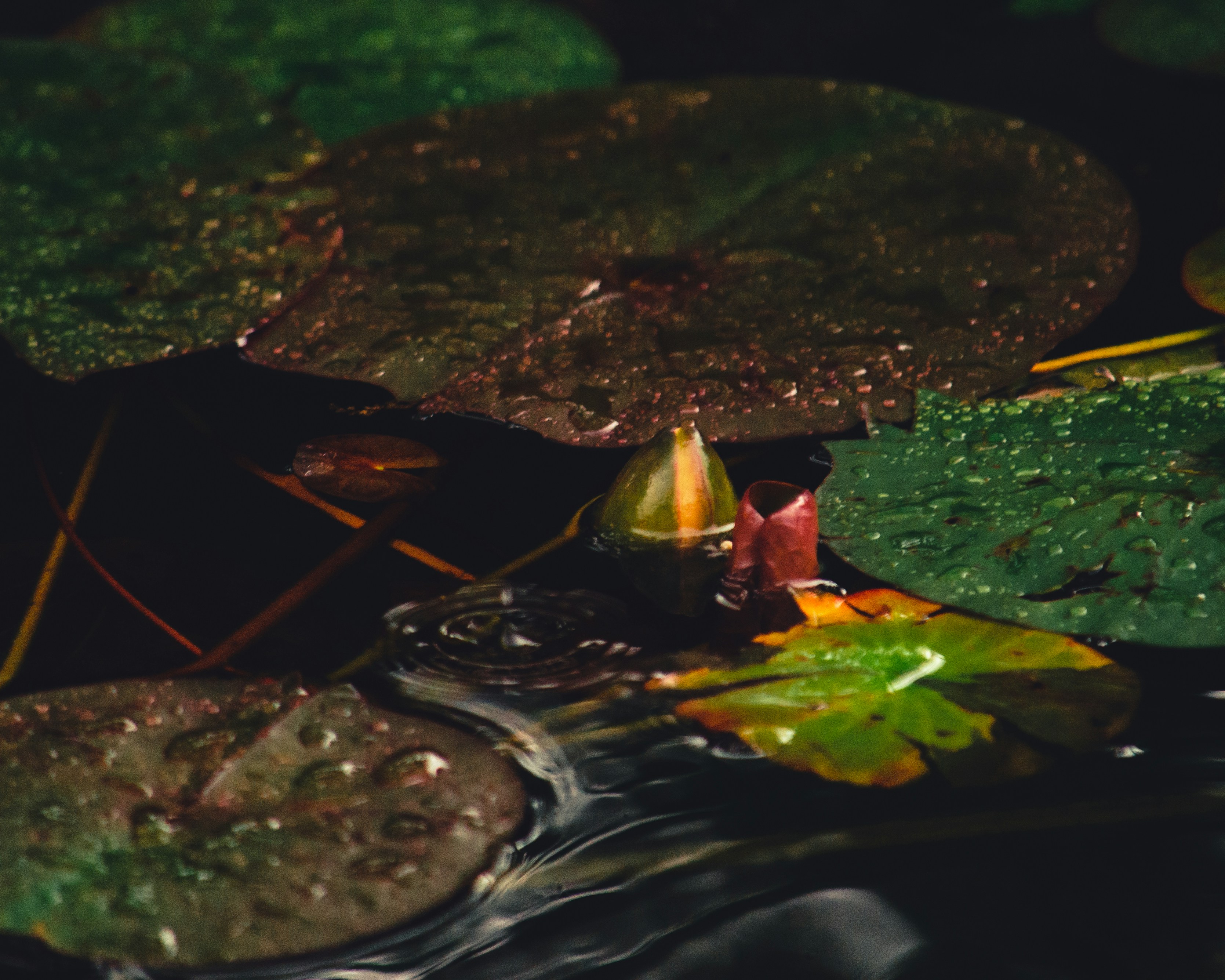 Lily Pad Nightfall: A Quiet Stream of Reflections