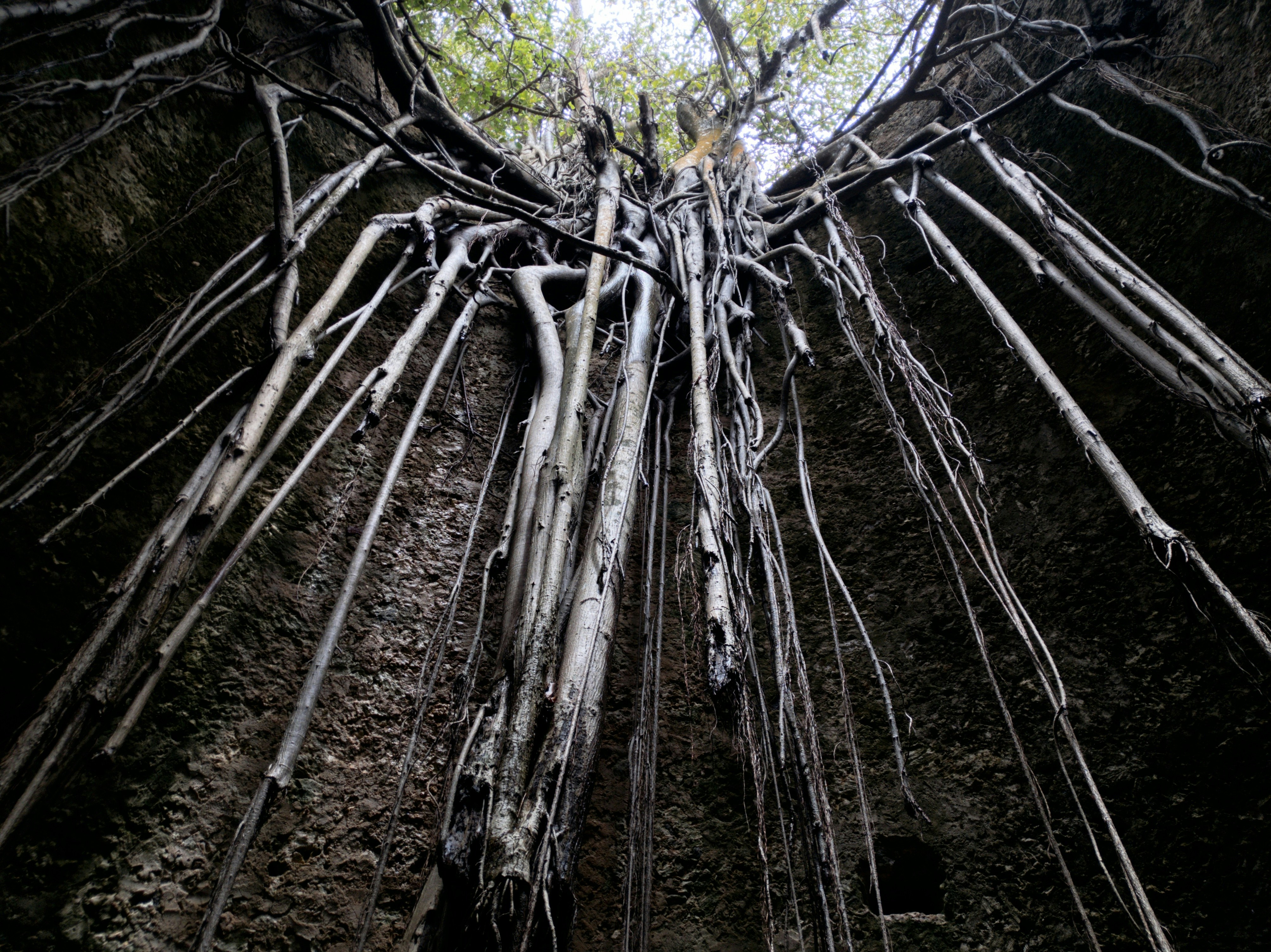 Vertical Convergence: Skeletal Roots Draped Across a Shadowed Cliff