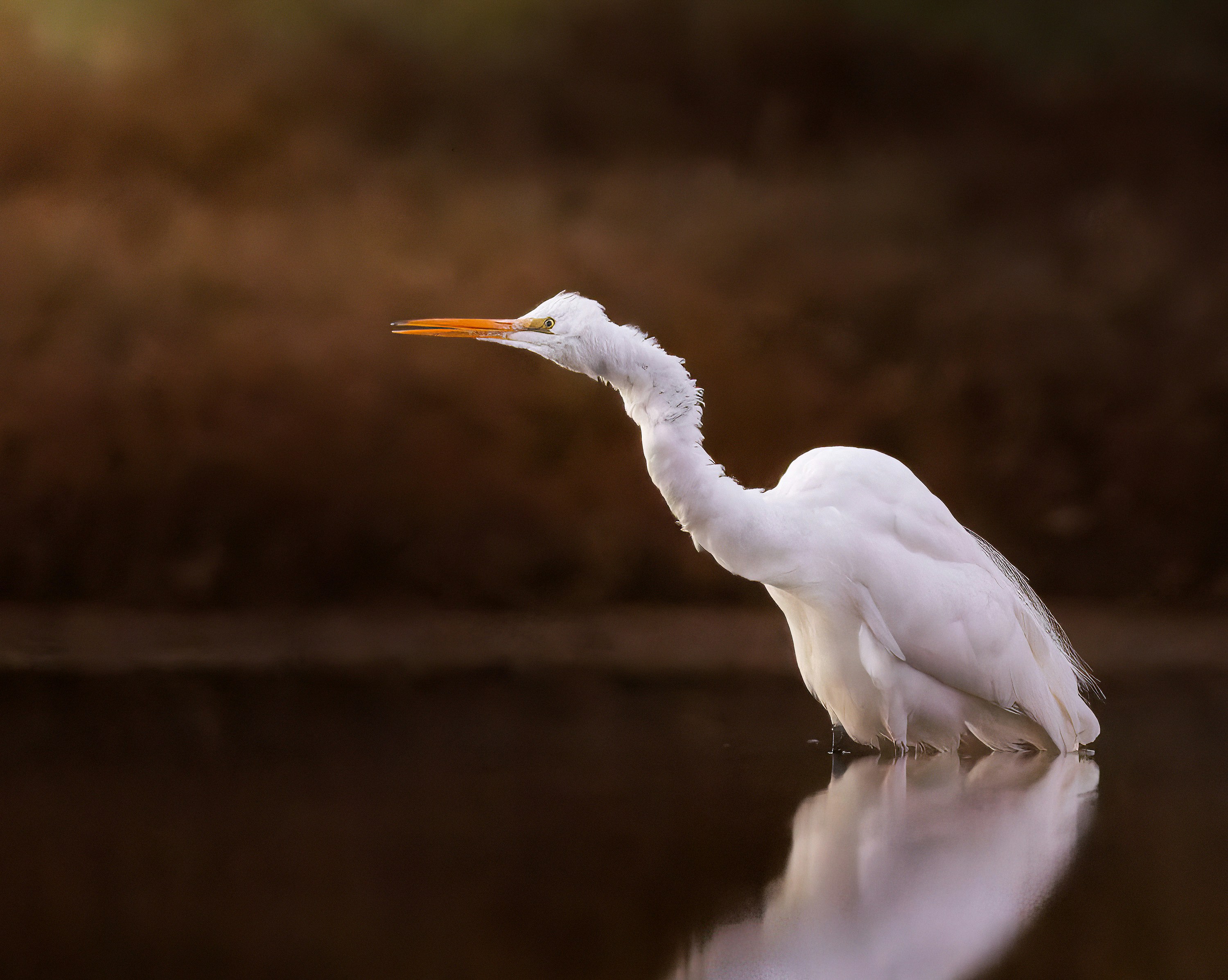 Amber Reflections: White Egret Halts at the Water's Edge