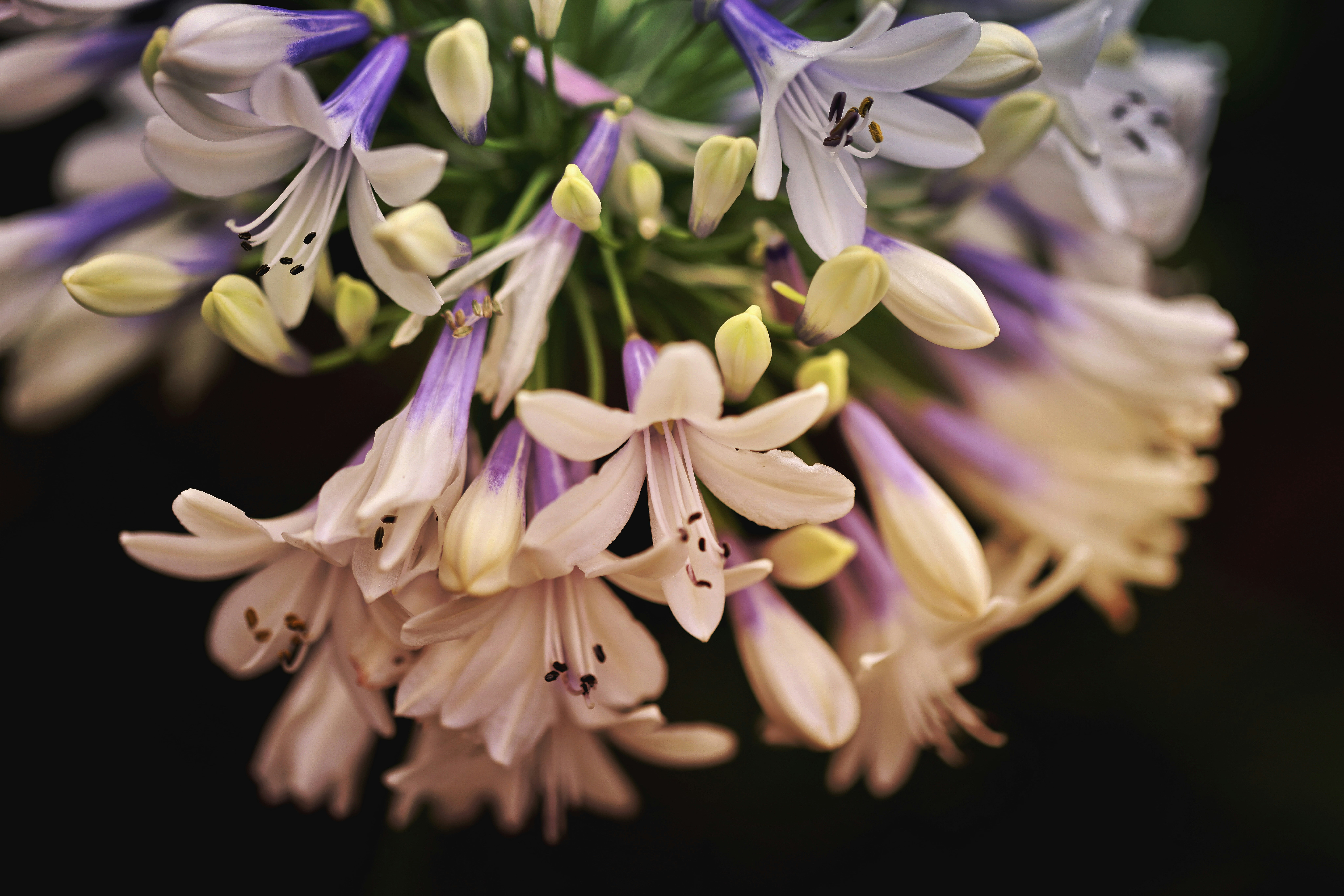 Petals in Bloom: A Soft Carousel of Lilac and Cream