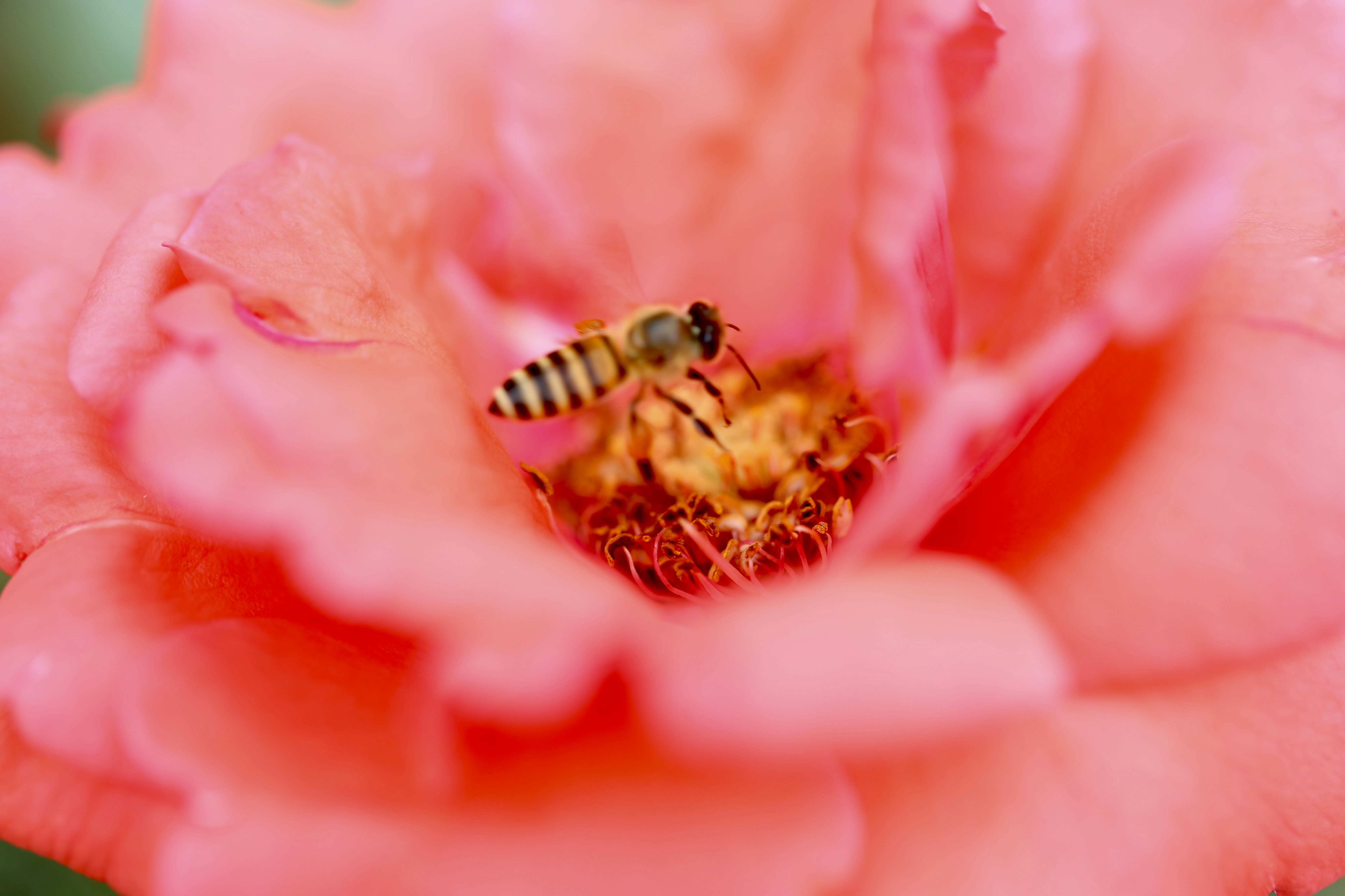 Honeybee extracting nectar from the center of a vibrant pink rose, showcasing the intricate details of both the insect and flower.