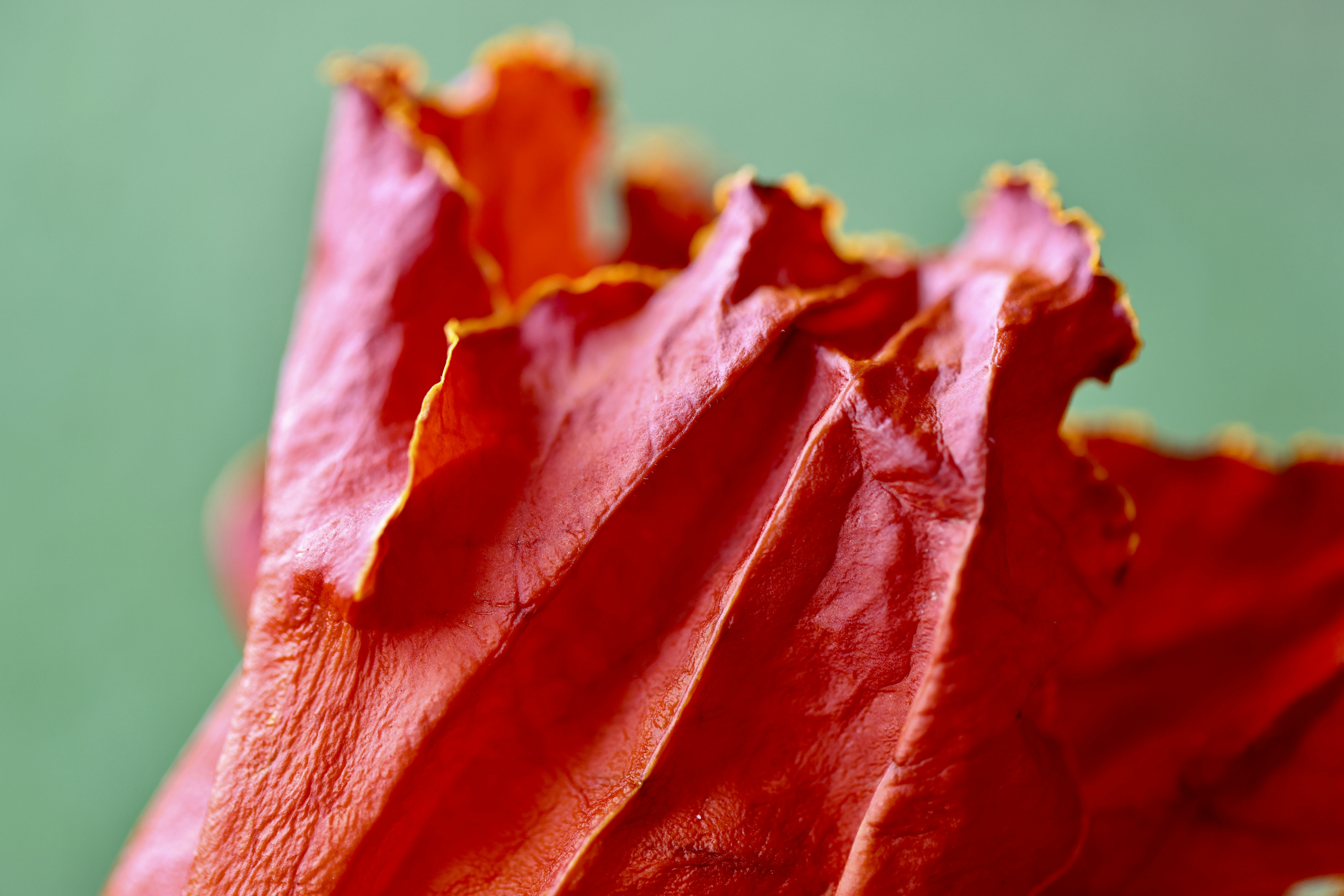 Crimson Petal Ridges: A Macro Portrait of Texture and Edge