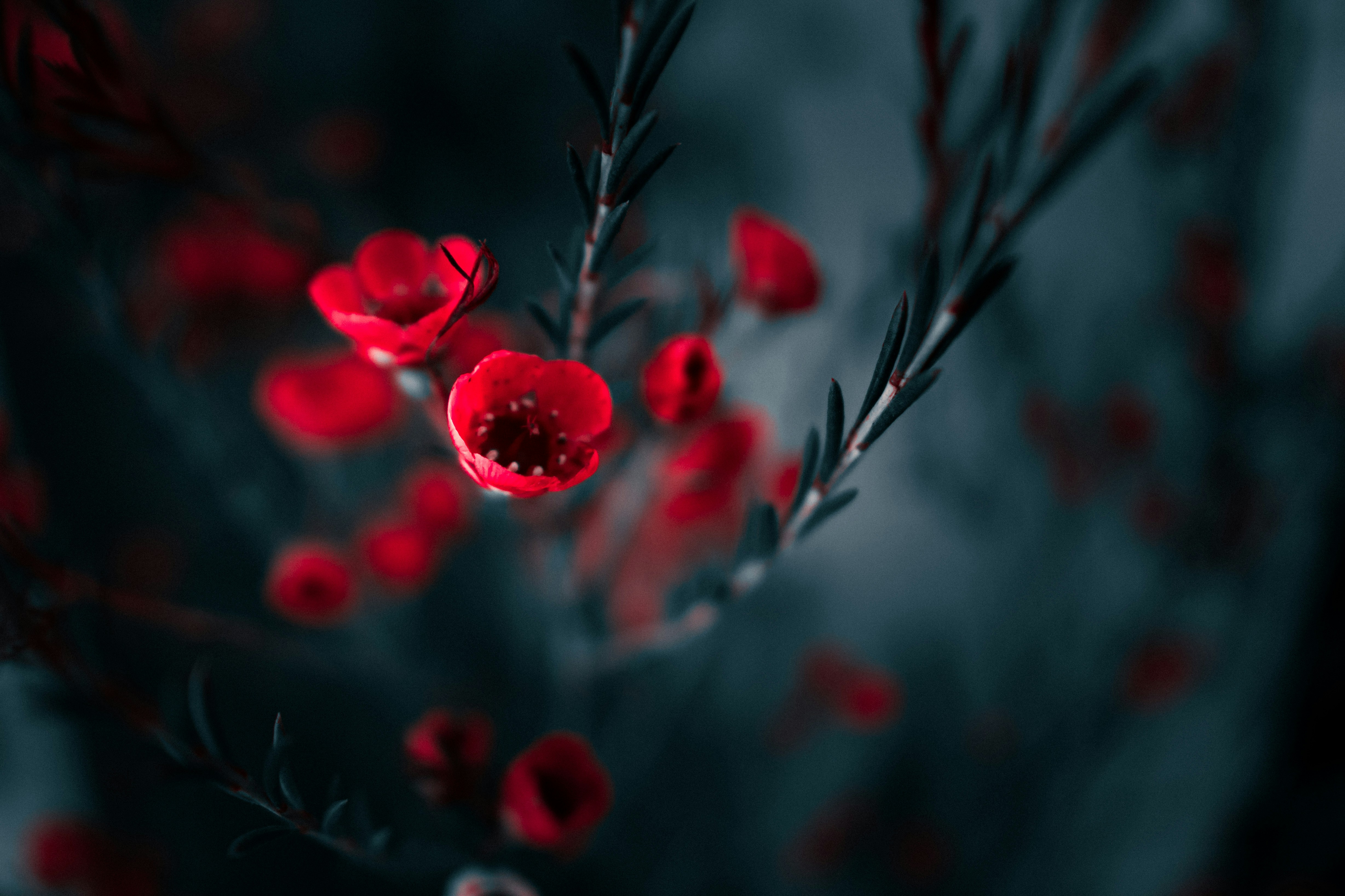 Crimson Bloom in a Velvet Blue Quiet