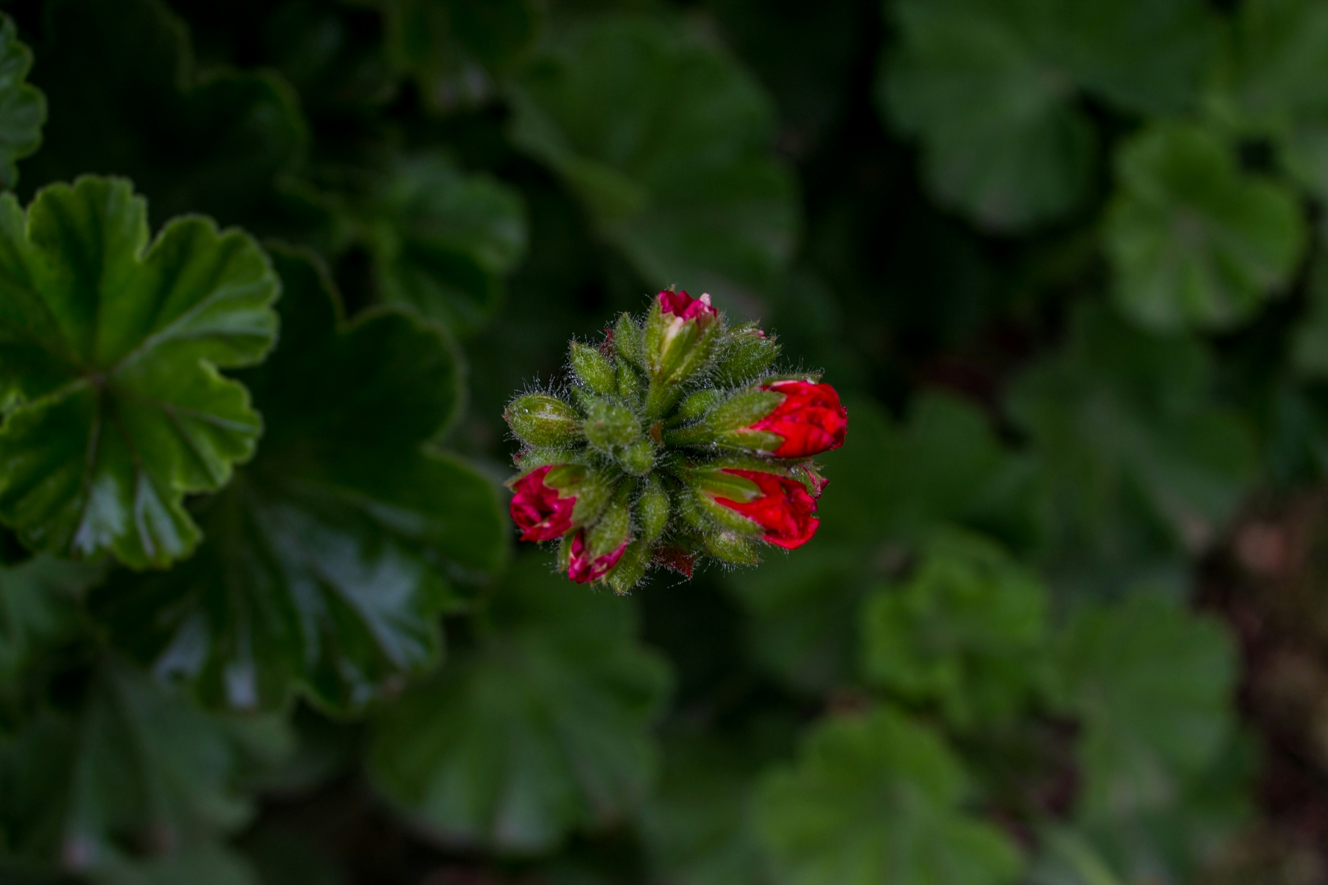 Crimson bud in a sea of green