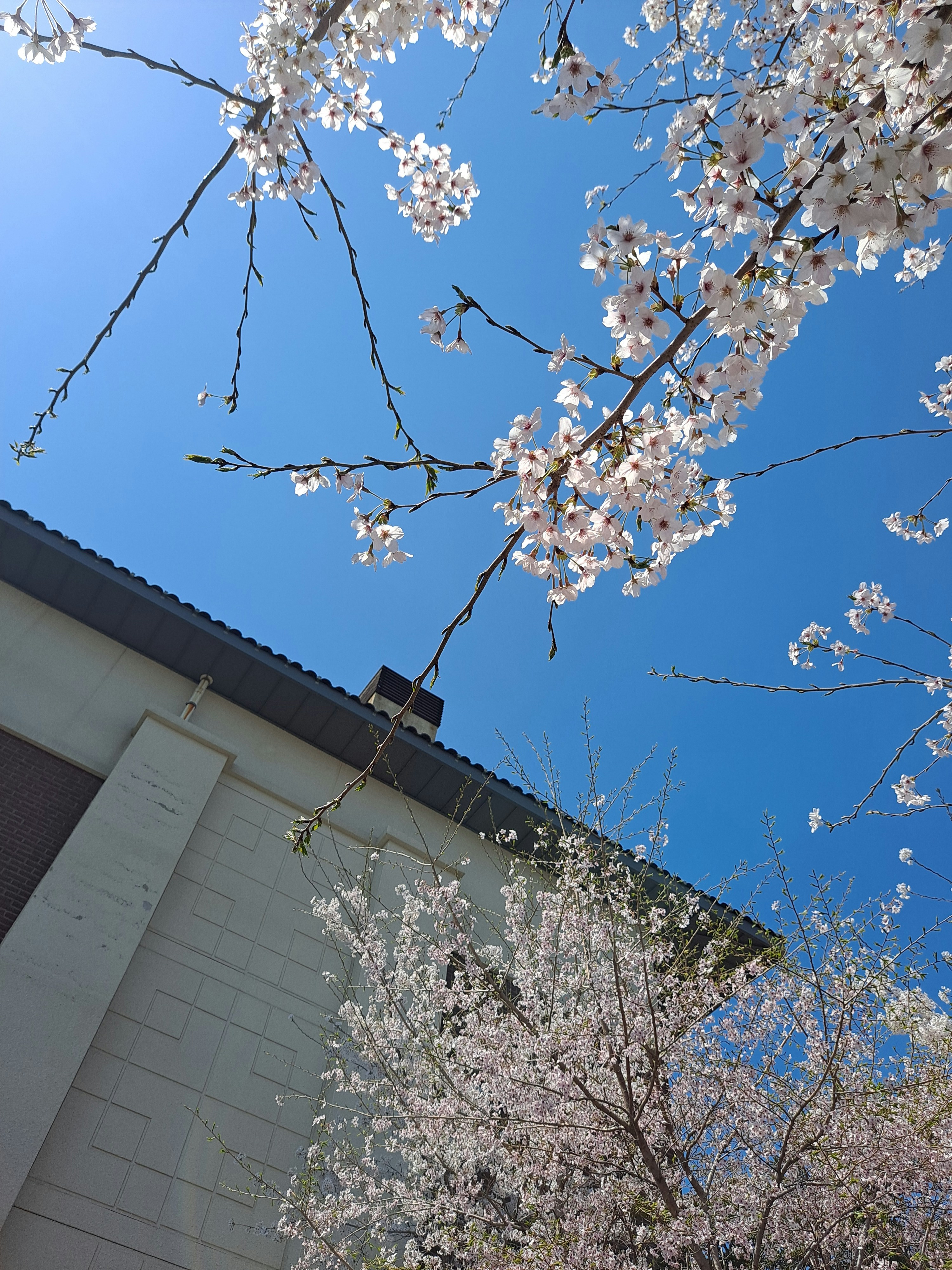 a tree with white flowers