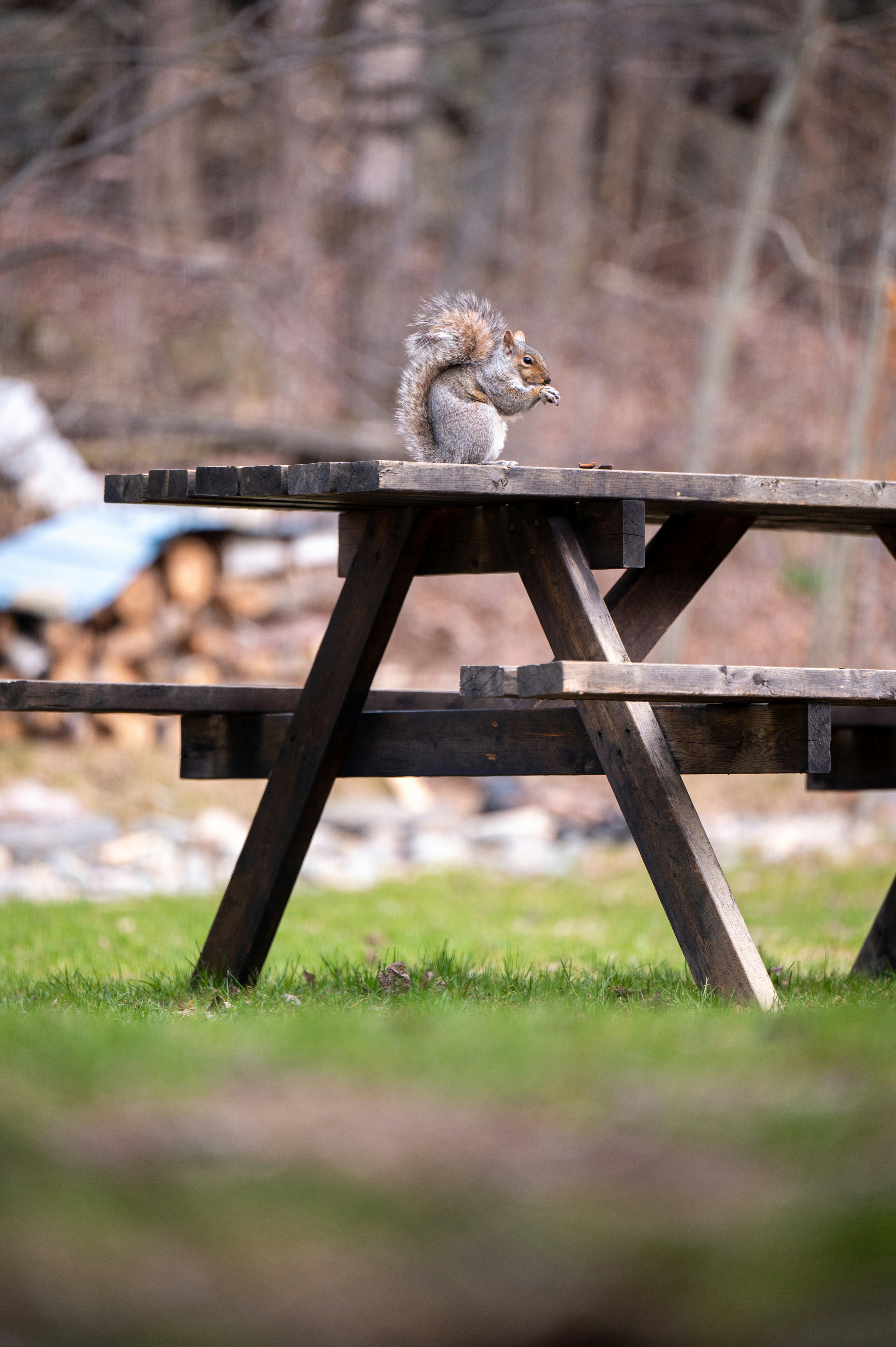 A gray squirrel perched on a wooden picnic table, nibbling on a snack amidst a natural setting. The background features blurred logs and trees.