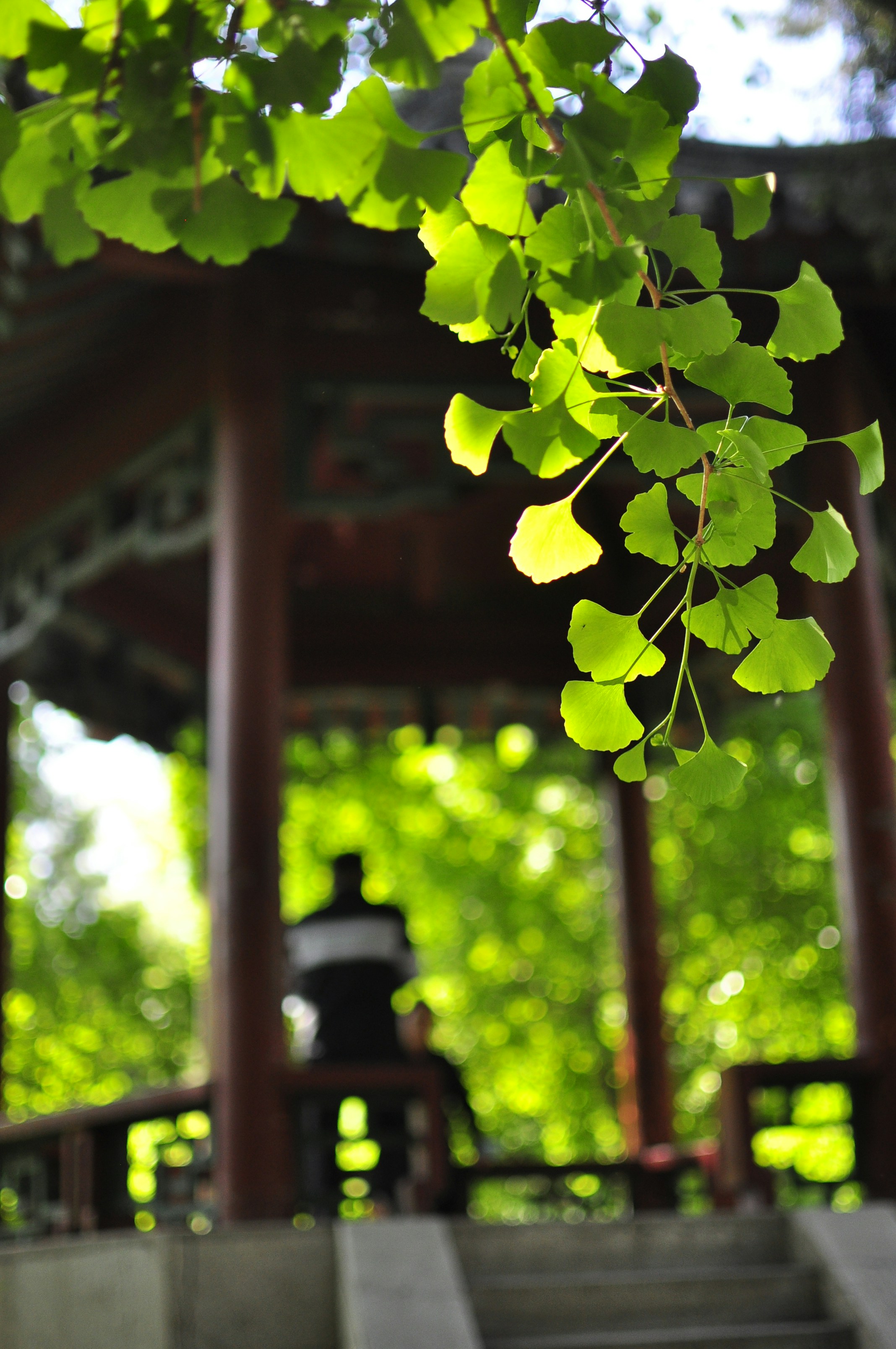 A tree with leaves photo – Free Beijing Image on Unsplash