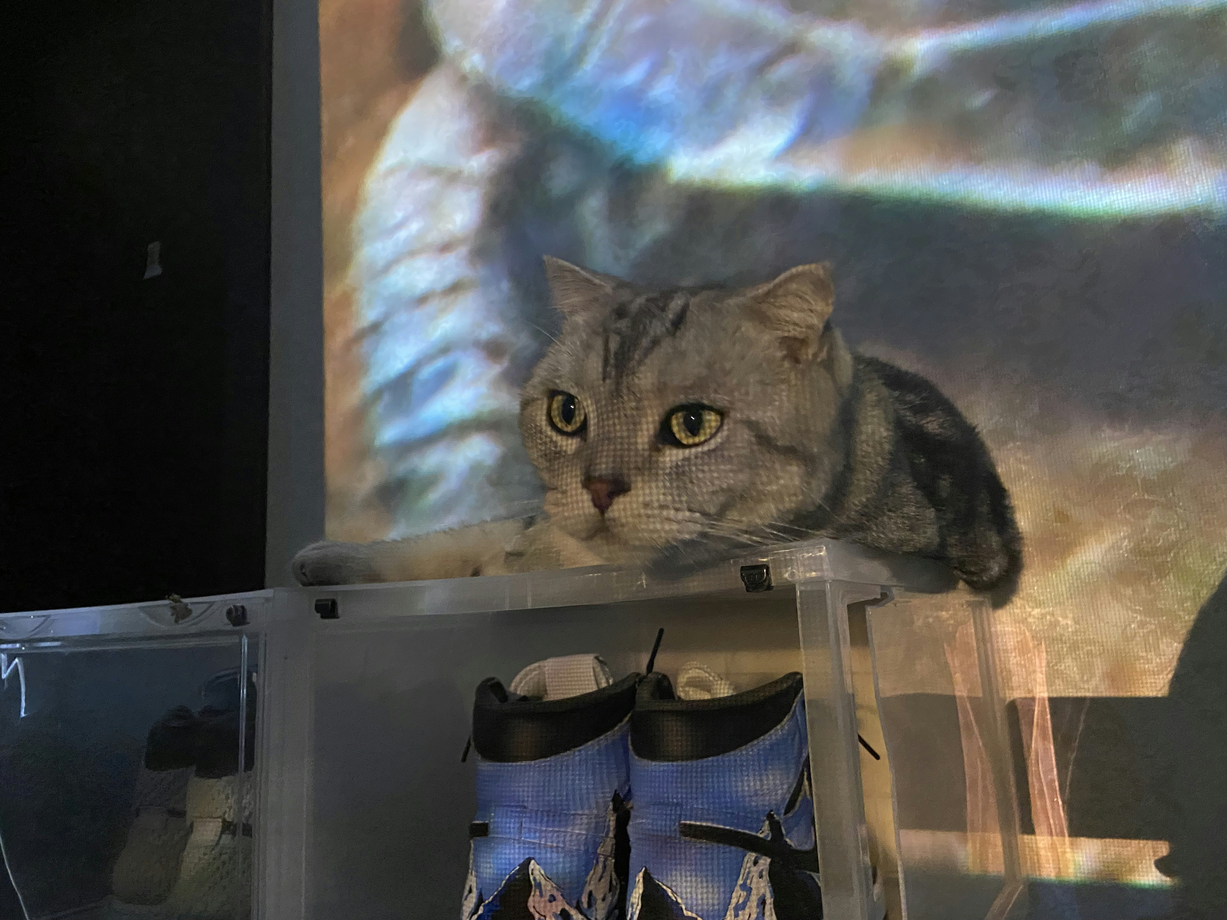 Gray tabby lounging atop translucent storage under soft ambient light