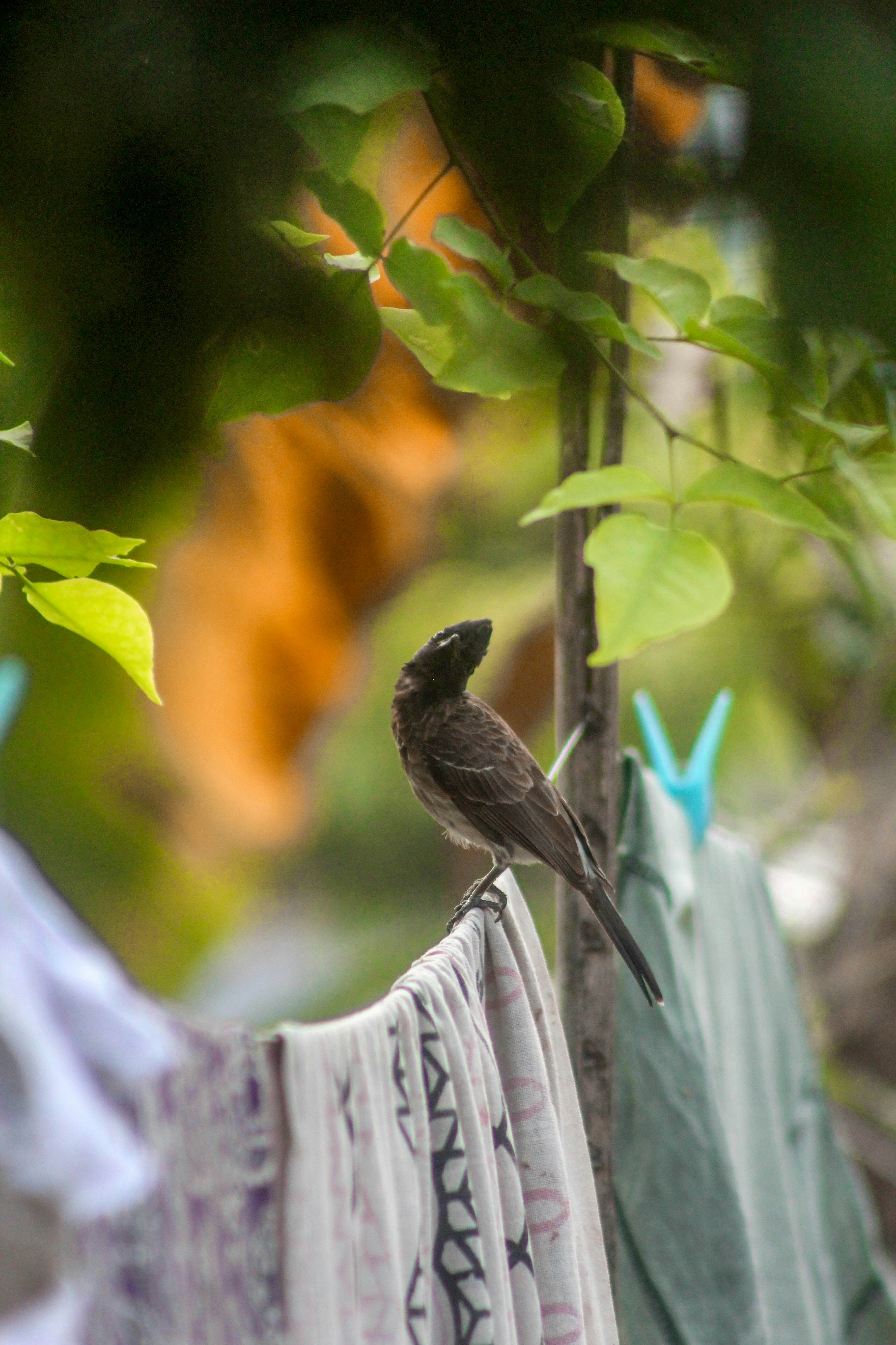 Sparrow on a Laundry Line: Quiet Focus Amid Greenery
