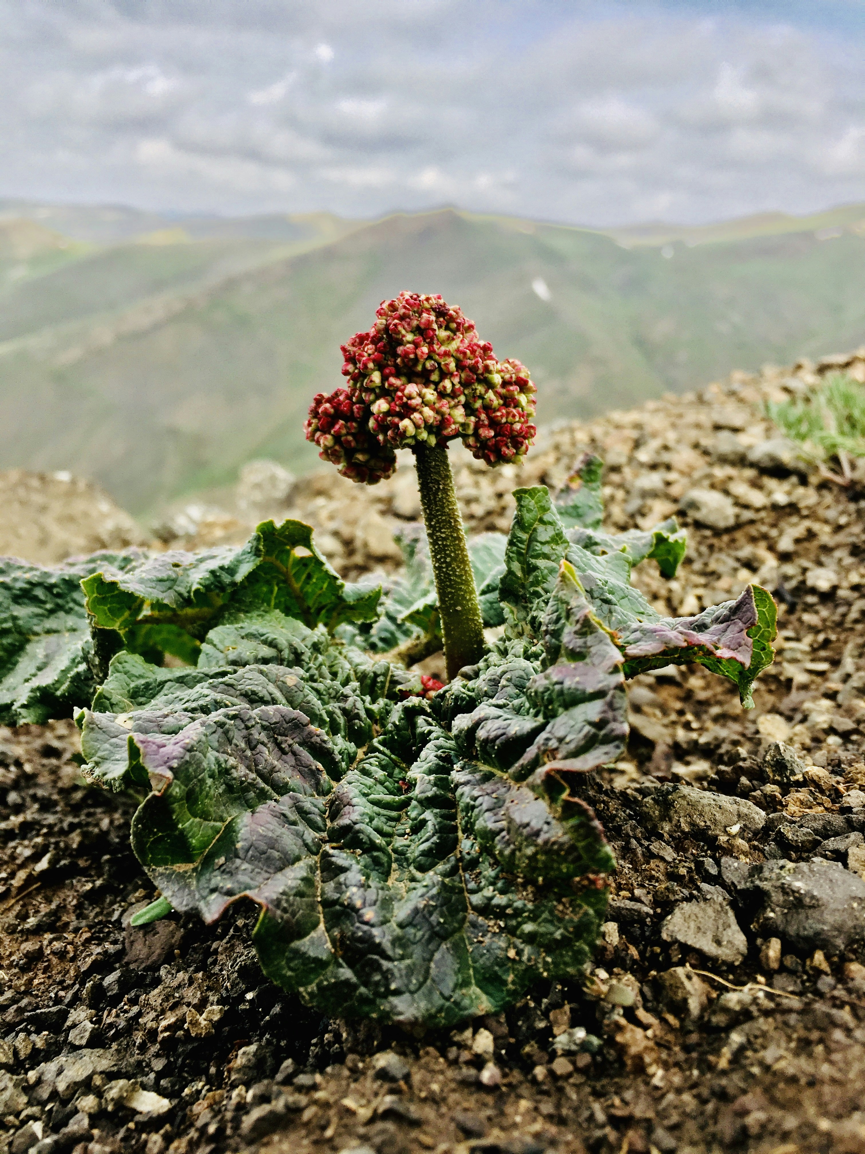 Gambar Zanjan | Unduh Gambar Gratis di Unsplash