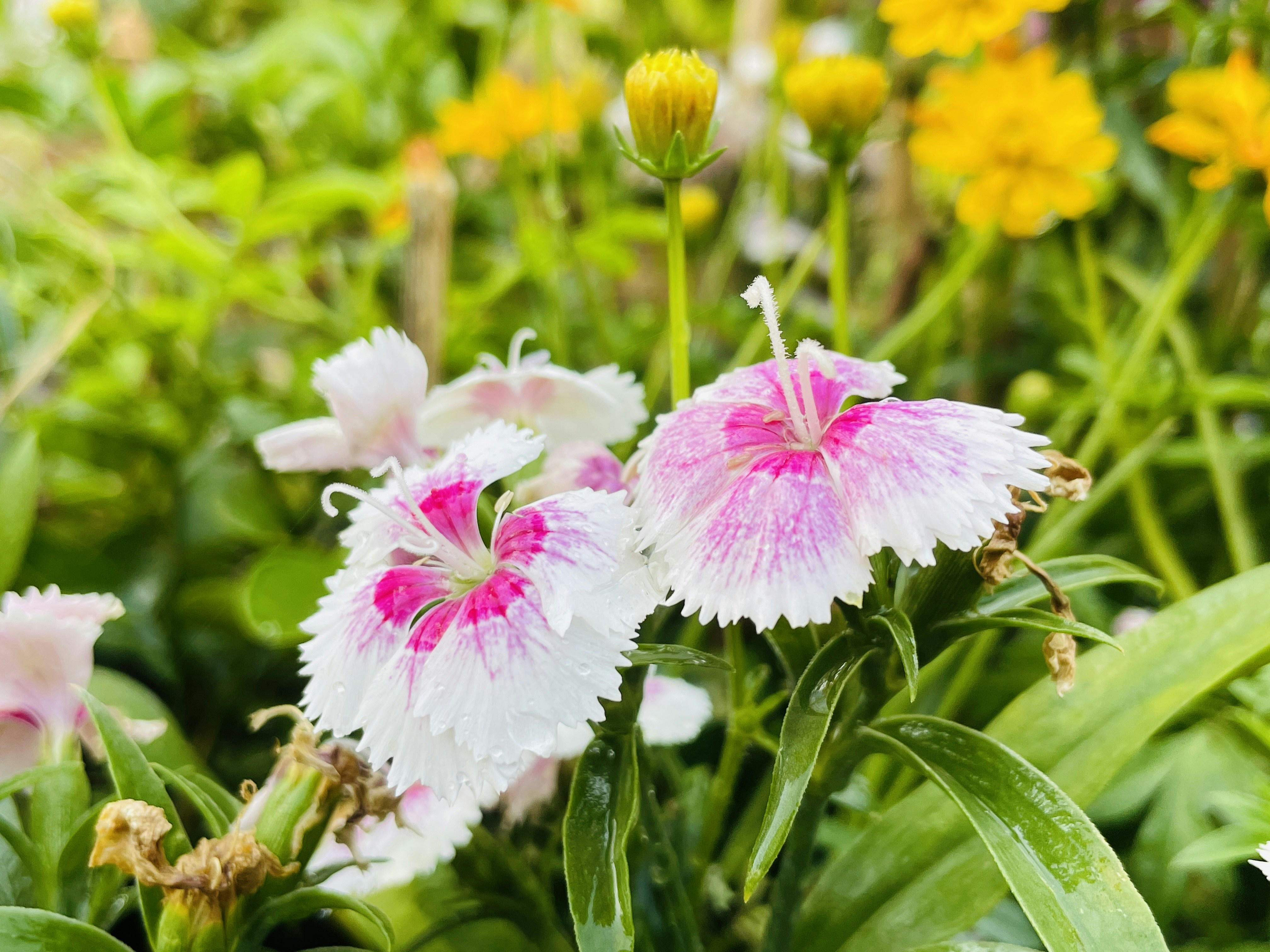 Pink-edged Dianthus Bloom Dominates a Sunlit Flower Bed