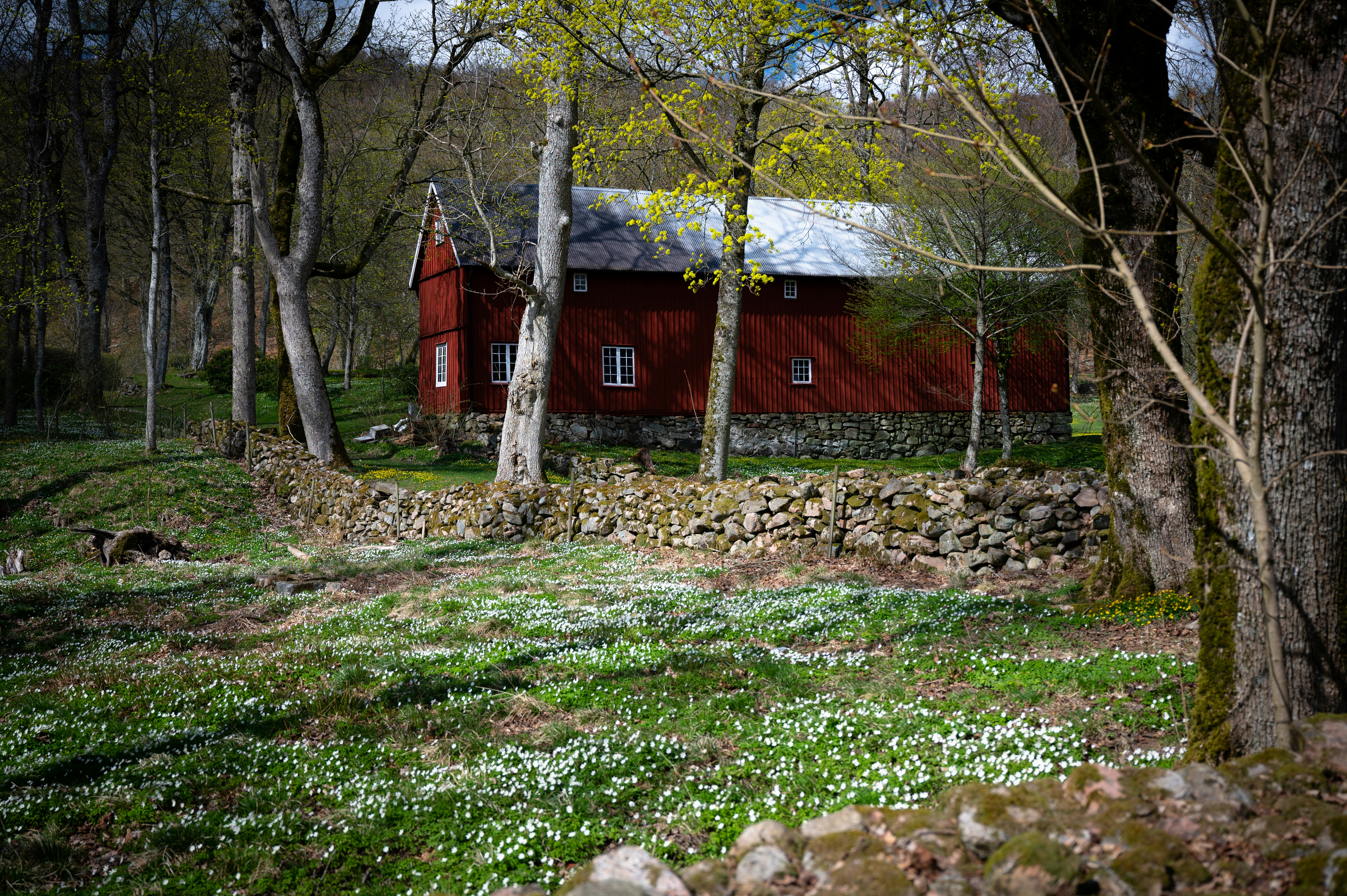 Red Barn in a Meadow of White Blooms Framed by a Stone Wall