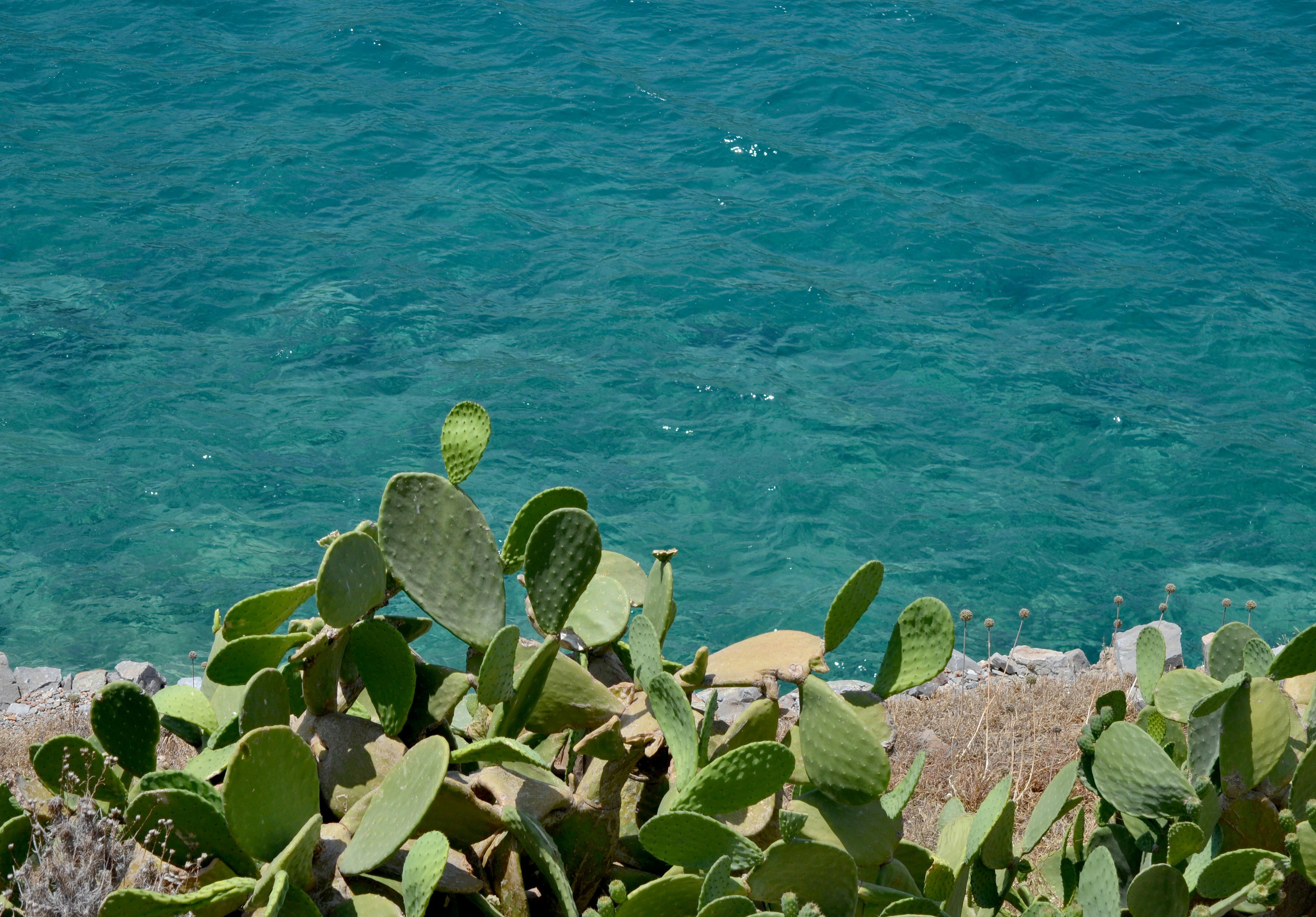 Sea-green Cliffs: Cactus Fringes by Clear Turquoise Water