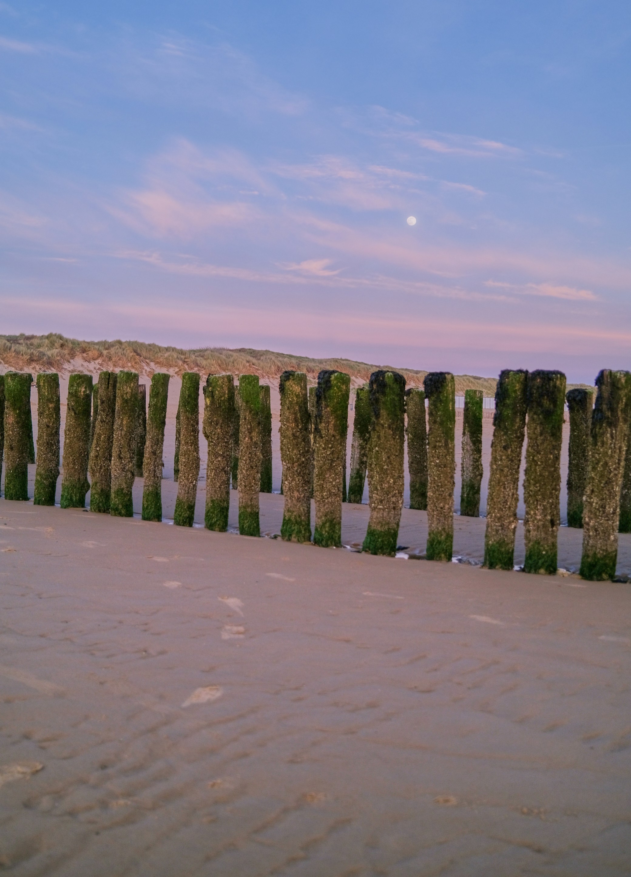 Sentinels of the Shore: Moss-Covered Groynes at Dusk
