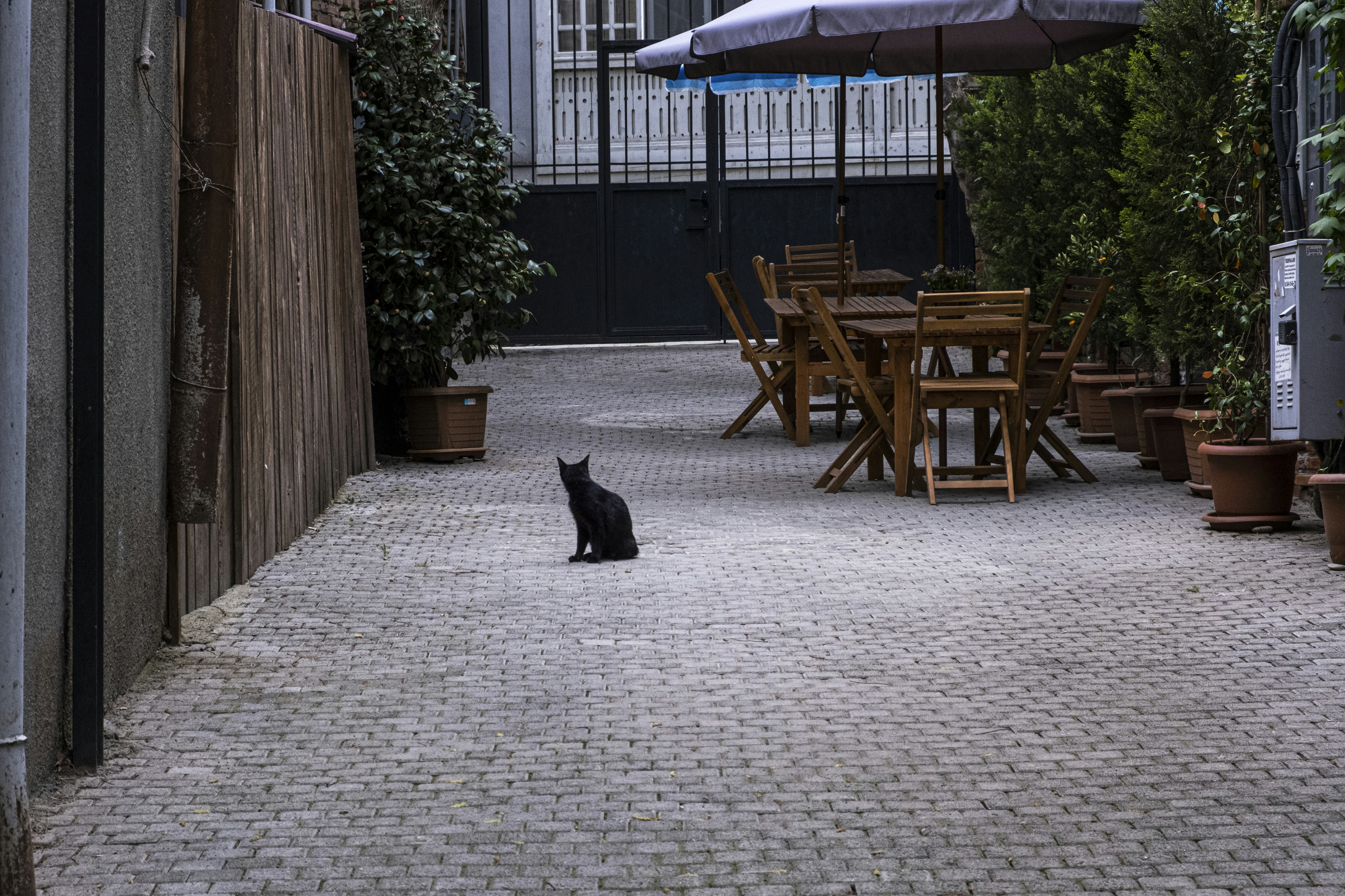 a cat sitting on a brick walkway