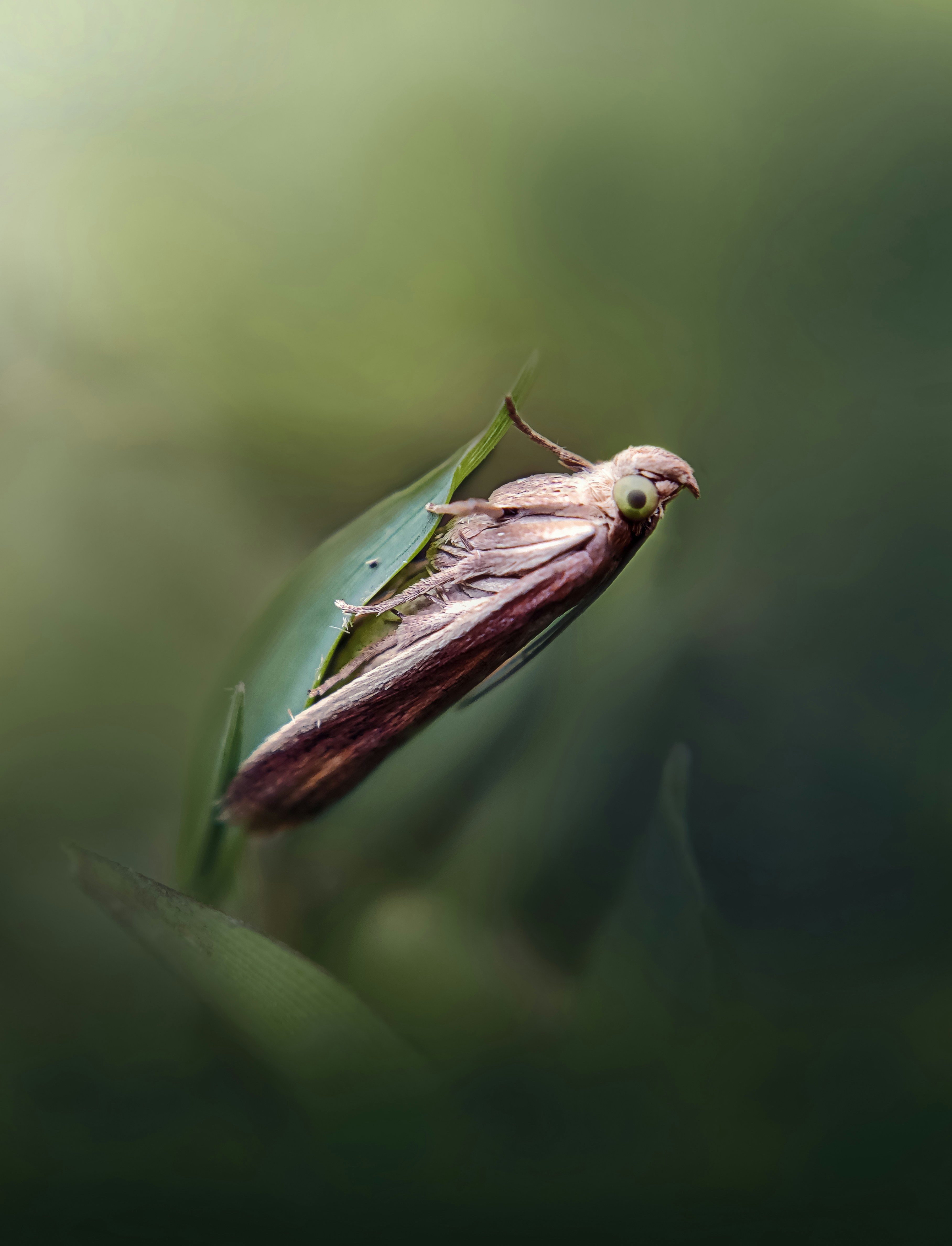 Macro photograph of a plume moth perched on a blade of grass. The shallow depth of field isolates the delicate wings and pale eyes against a soft green bokeh.