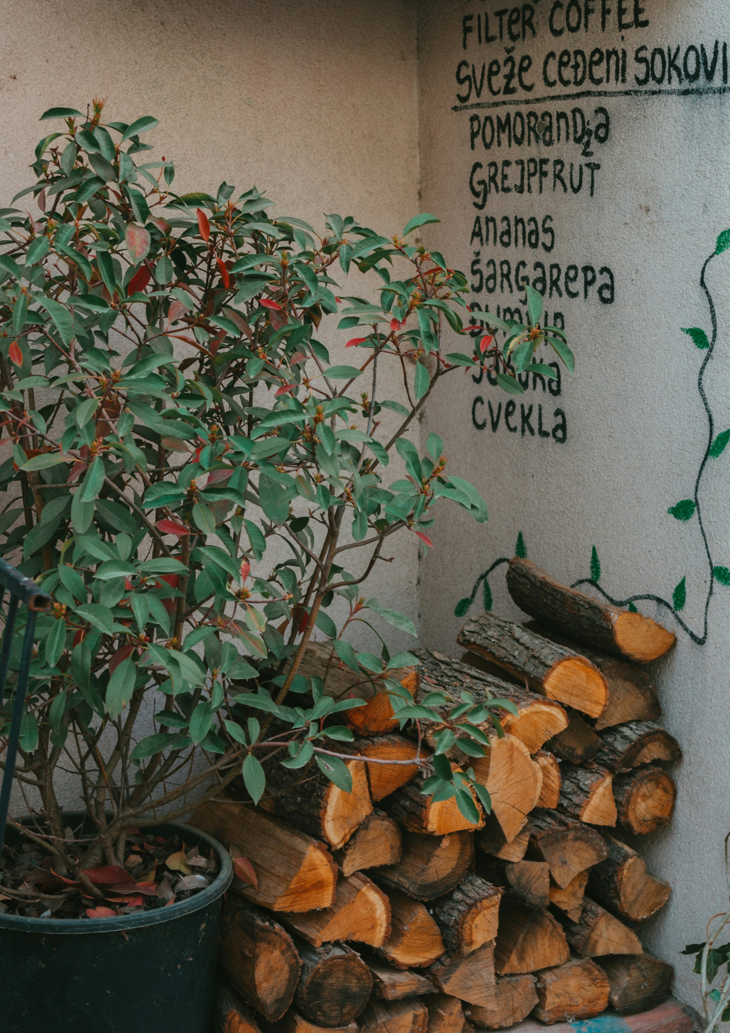 Verdant Edge: A Corner Scene of Plant, Firewood, and Wall Script