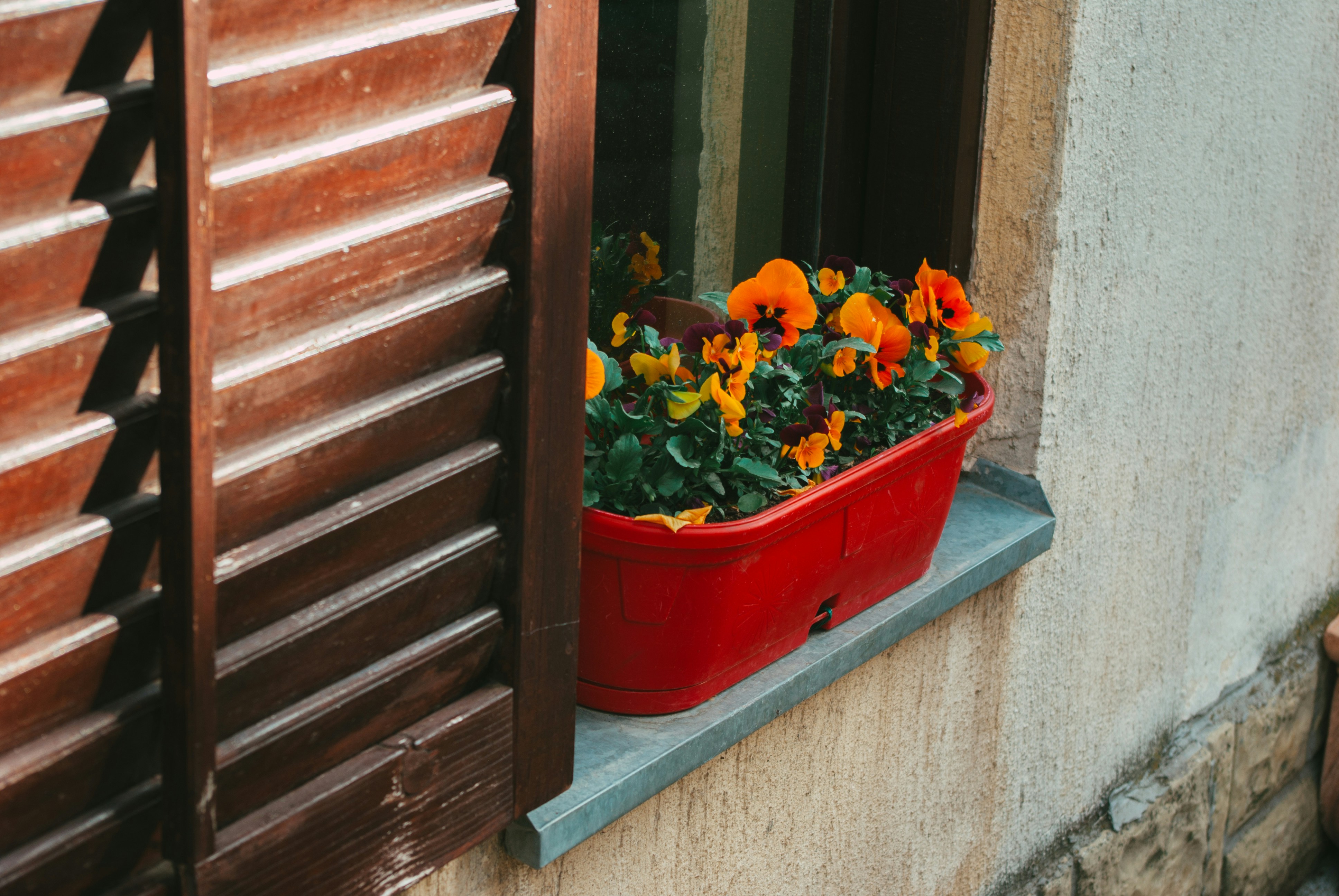 Orange Bloom in a Red Planter by a Weathered Window Sill