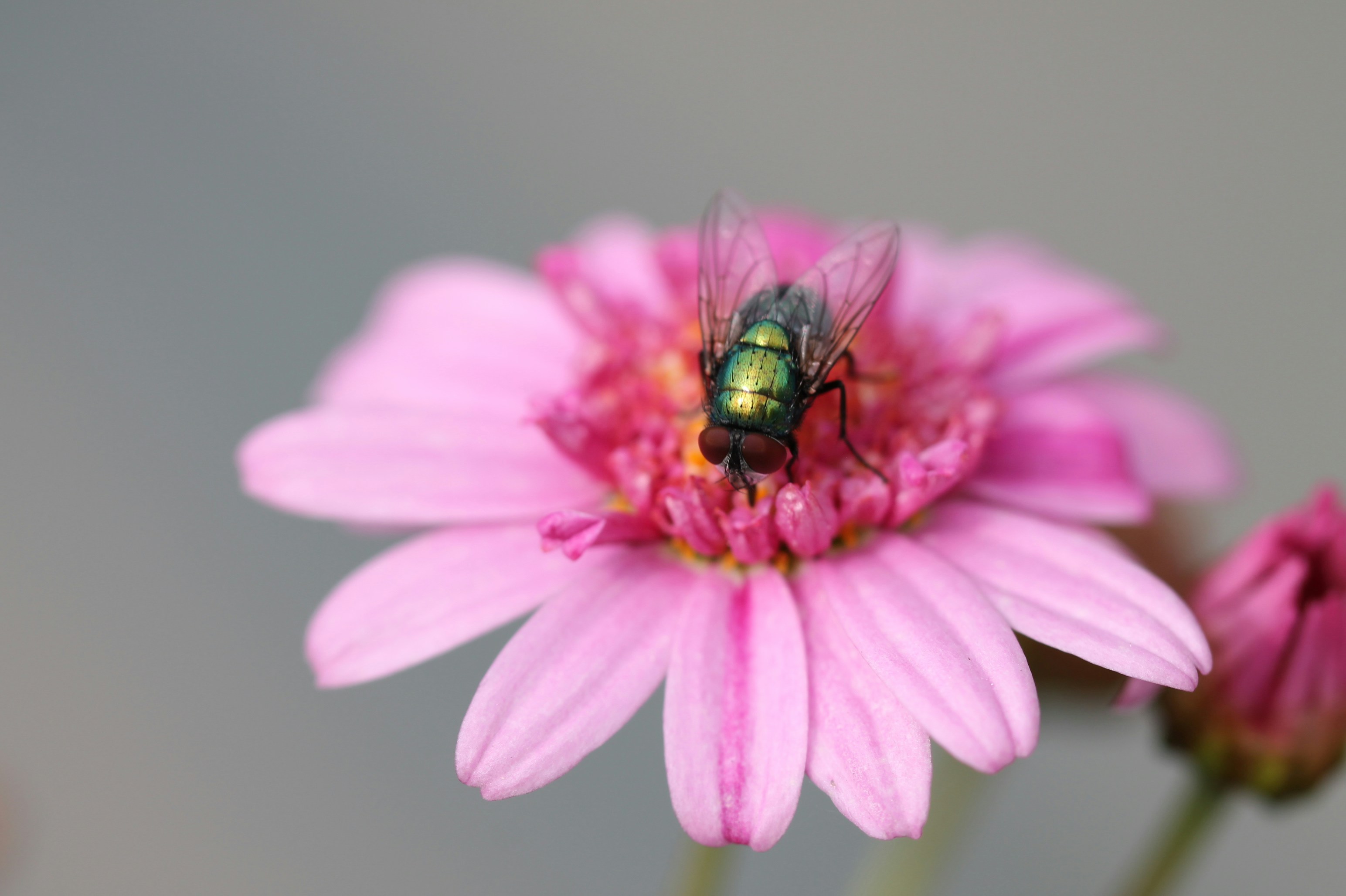 Emerald Visitor on a Pink Zinnia: A Macro Moment in Soft Focus