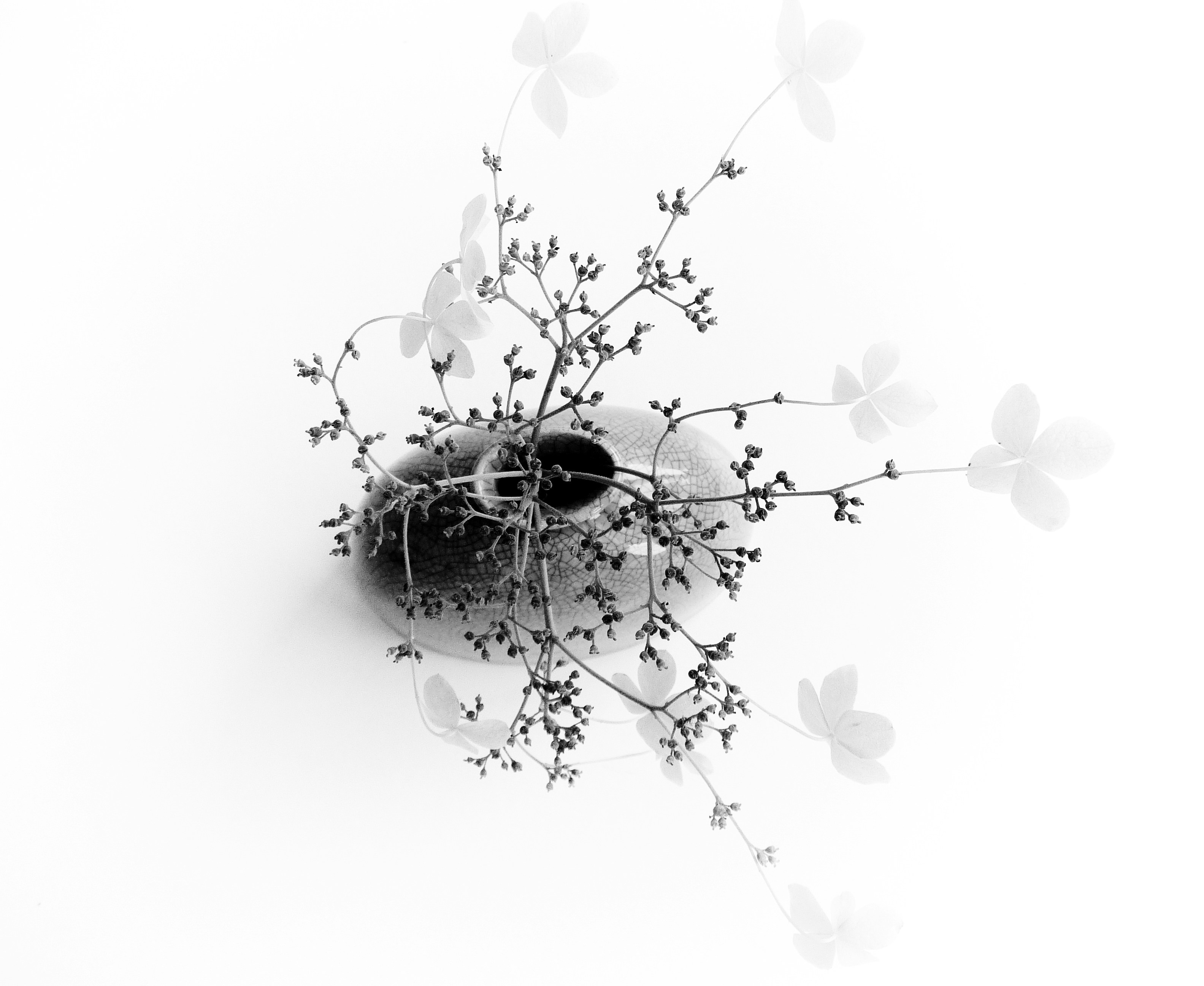 Minimalist monochrome still of a small potted plant with delicate vines spilling from a dark vessel, set against a stark white background. A clean, studio-style composition focusing on negative space and subtle textures.